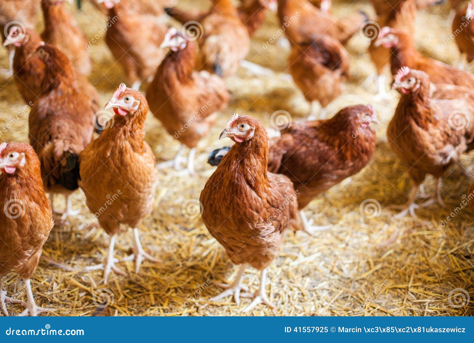Red Chickens on Free Range Farm, Rossa, Free Poultry Stock Image ...