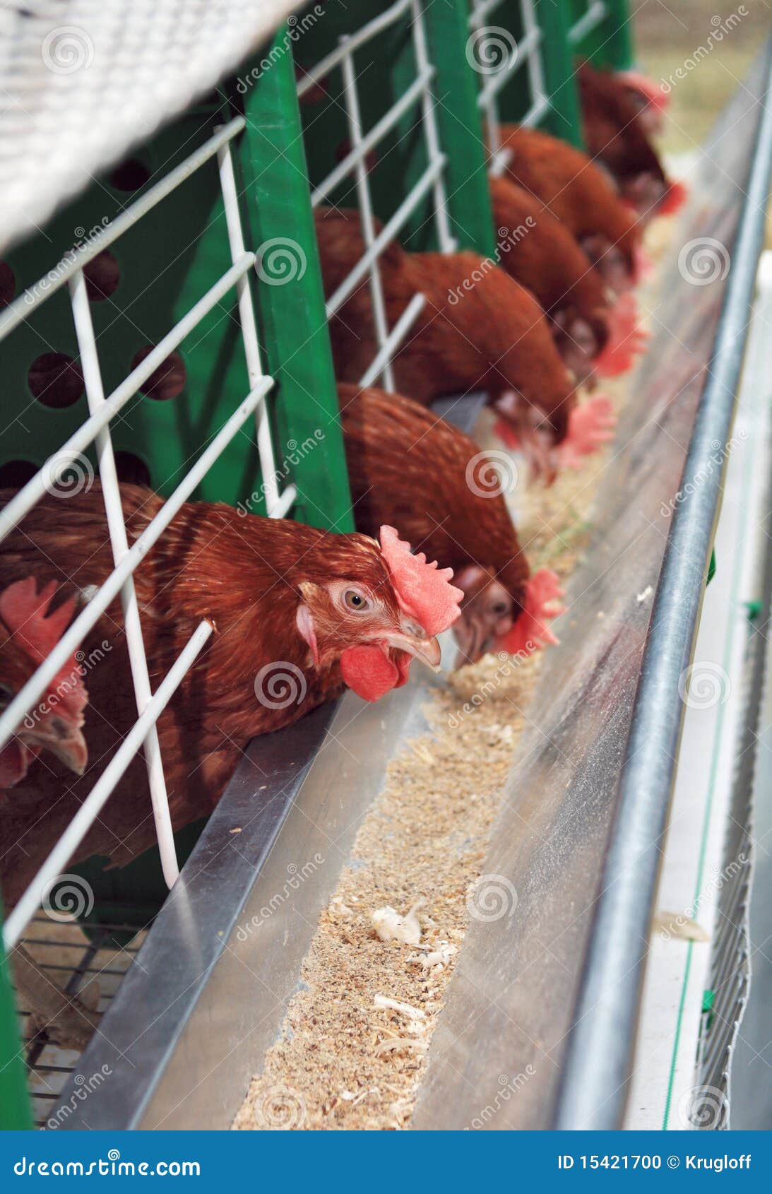 Red Chickens near feeders stock photo. Image of breed - 15421700
