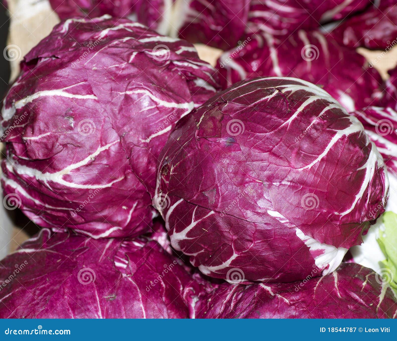 Red chicory stock image. Image of white, recipe, fresh - 18544787