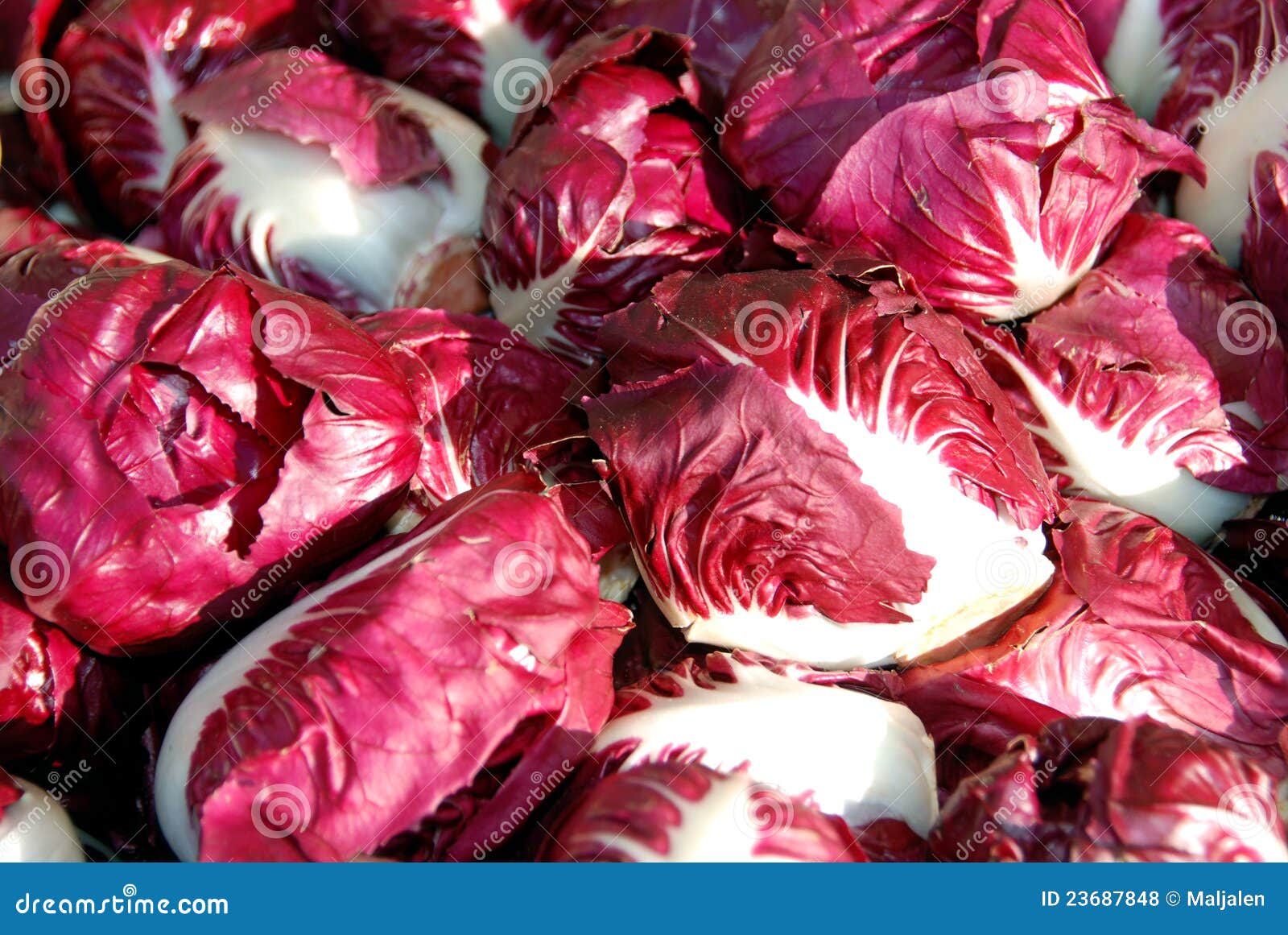 Red chicory stock photo. Image of vegetable, spicy, leaf - 23687848