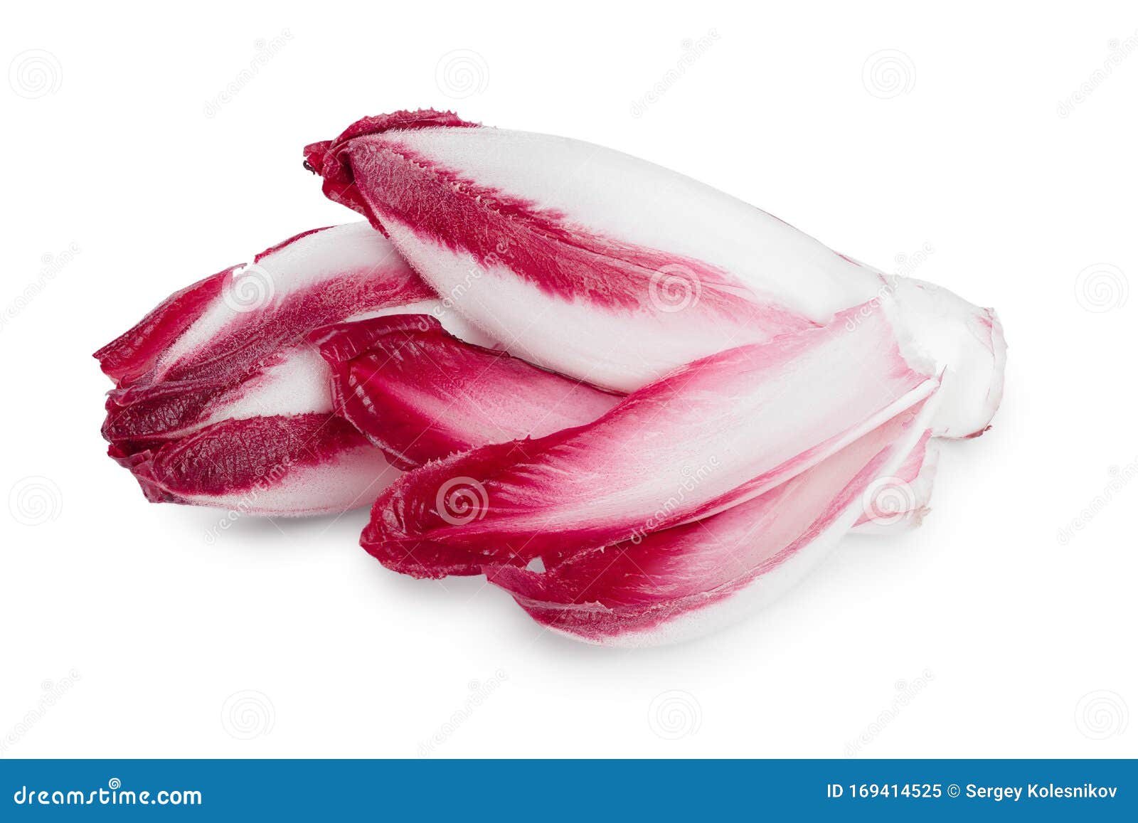 Red Chicory or Radicchio Isolated on White Background Stock Image ...