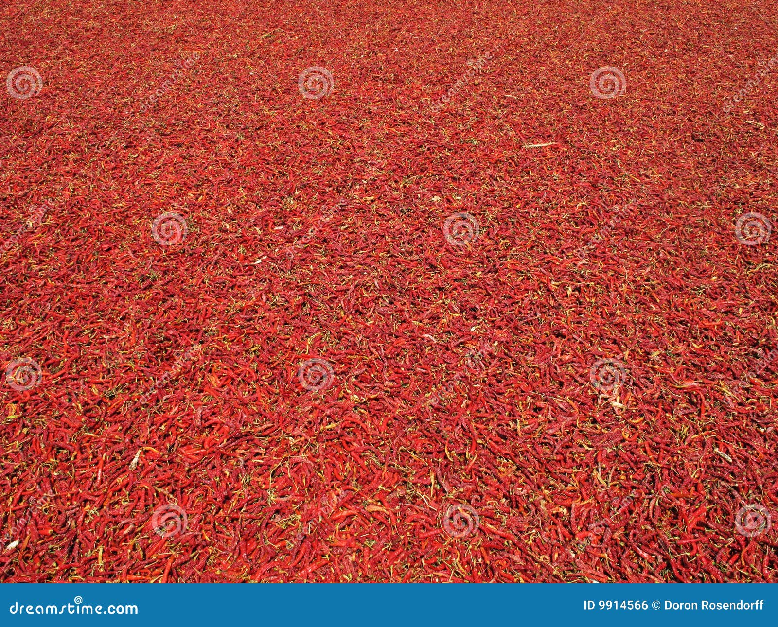 Red chili stock photo. Image of endless, asian, health - 9914566