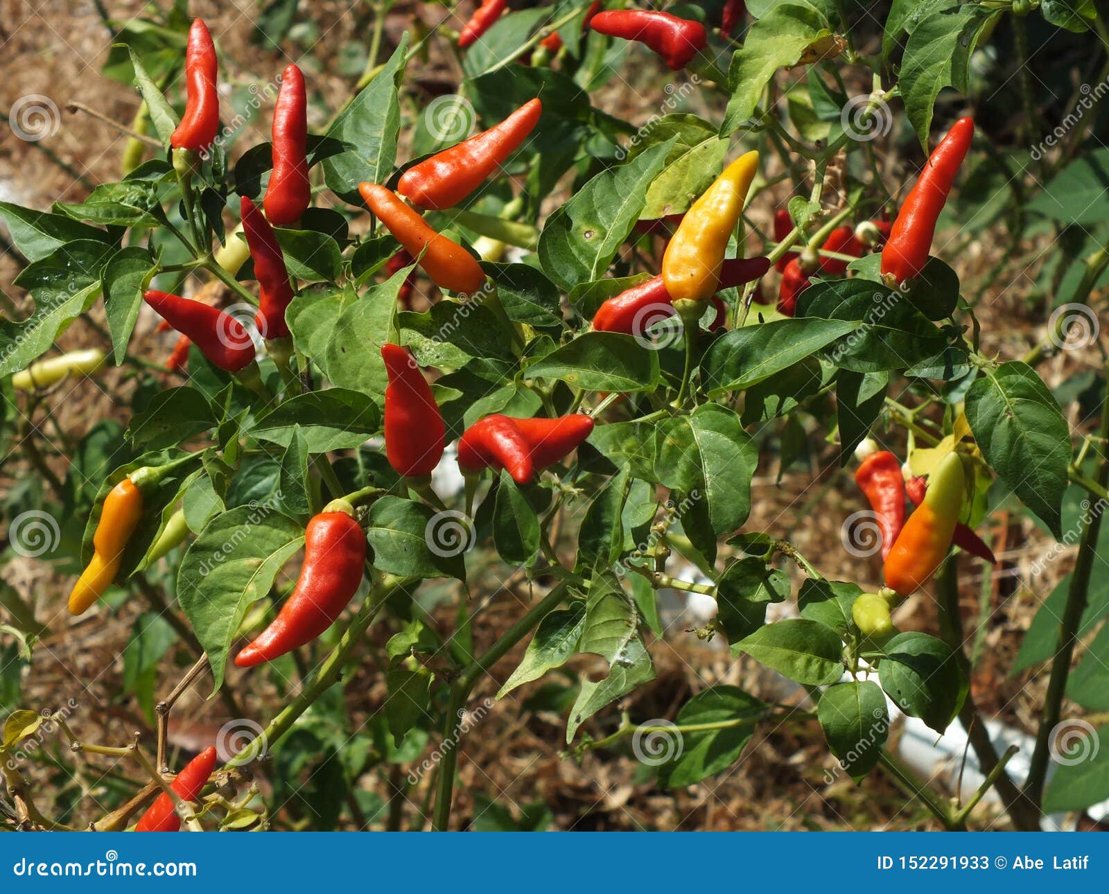 Red Chili, Central Java Indonesia Stock Image - Image of closeup, java ...