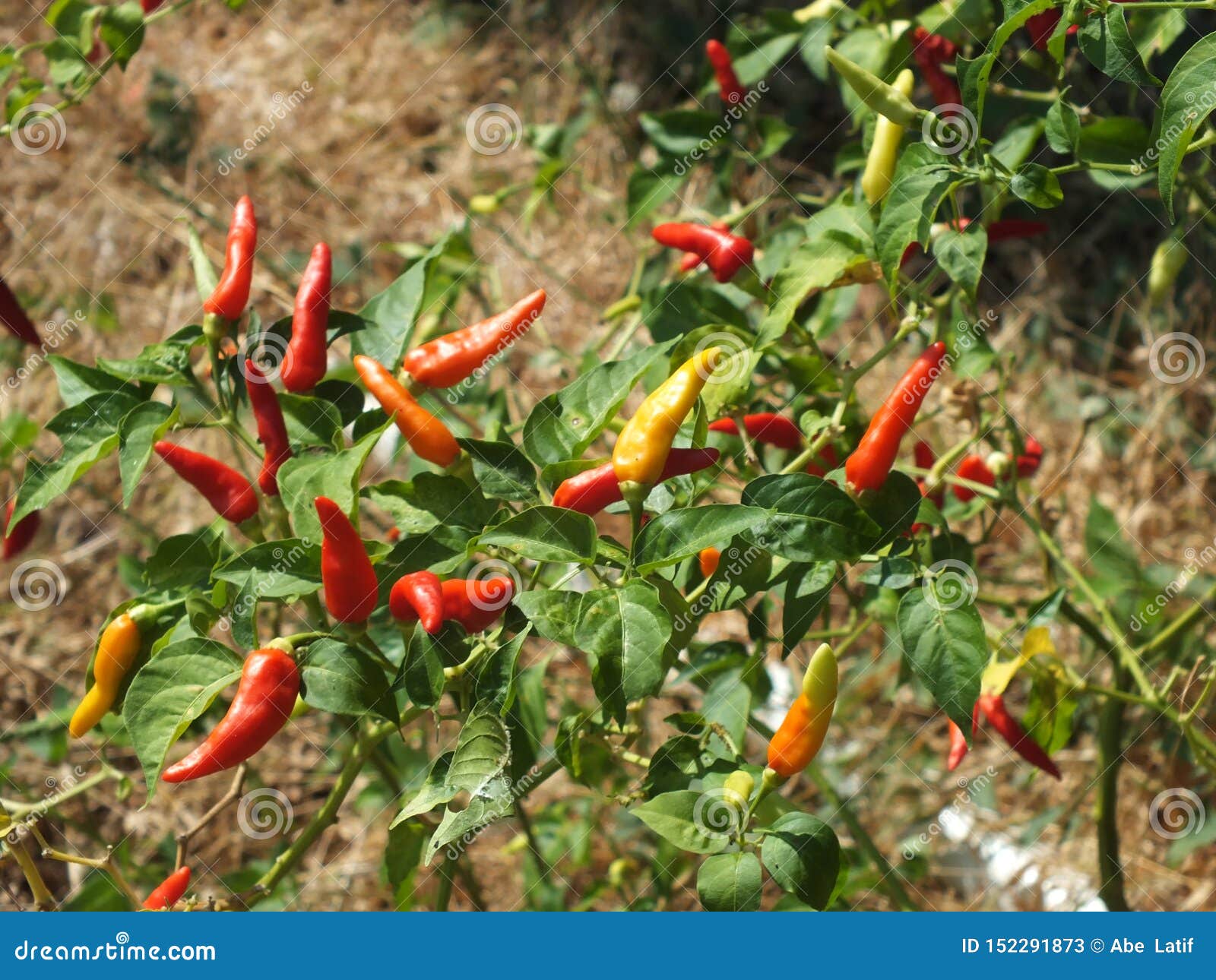 Red Chili, Central Java Indonesia Stock Image - Image of food, farm ...