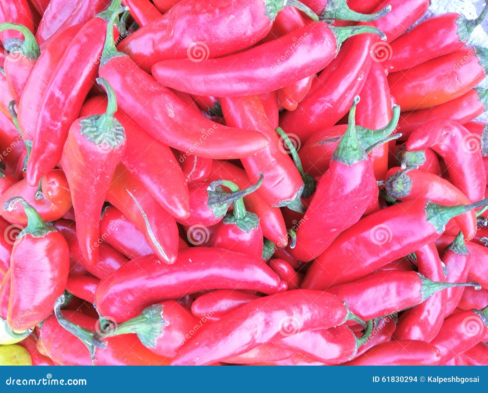 Red chili stock photo. Image of chile, pepper, chili - 61830294