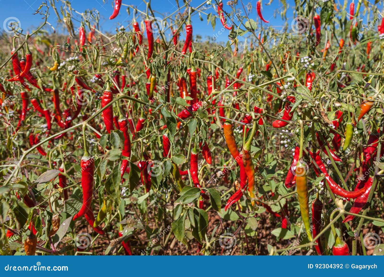 Red chili field. stock photo. Image of burma, healthy - 92304392