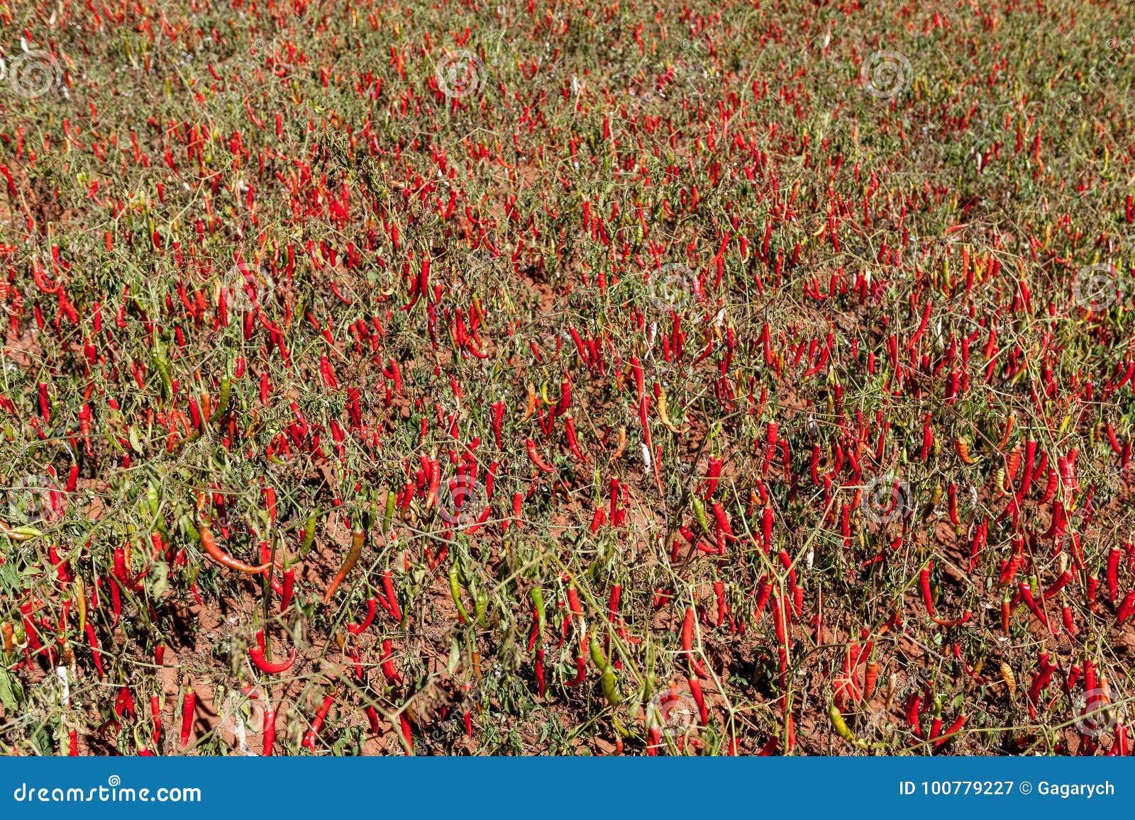 Red chili field. stock image. Image of nature, field - 100779227