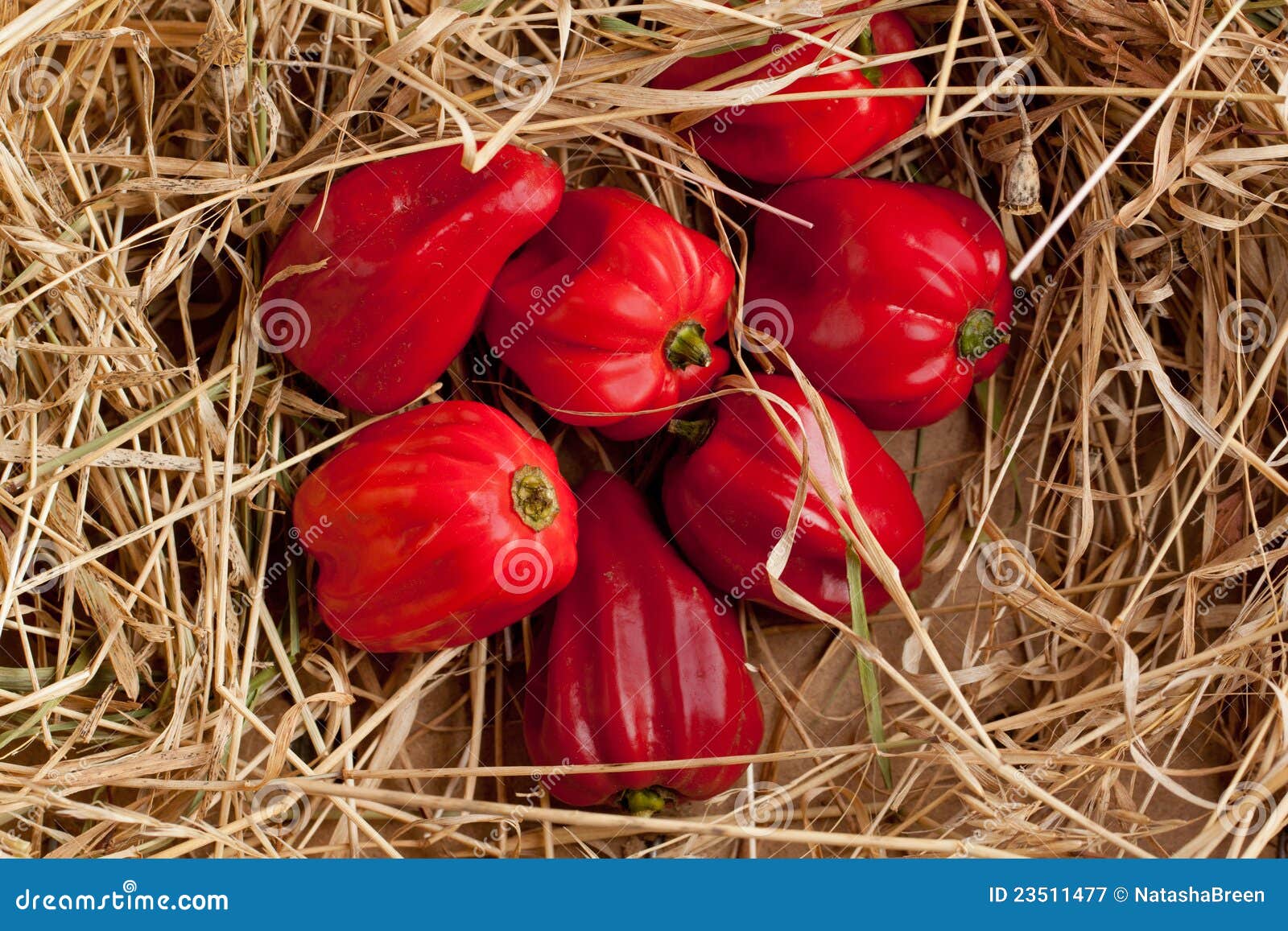 Red chili habanero peppers stock image. Image of color - 23511477