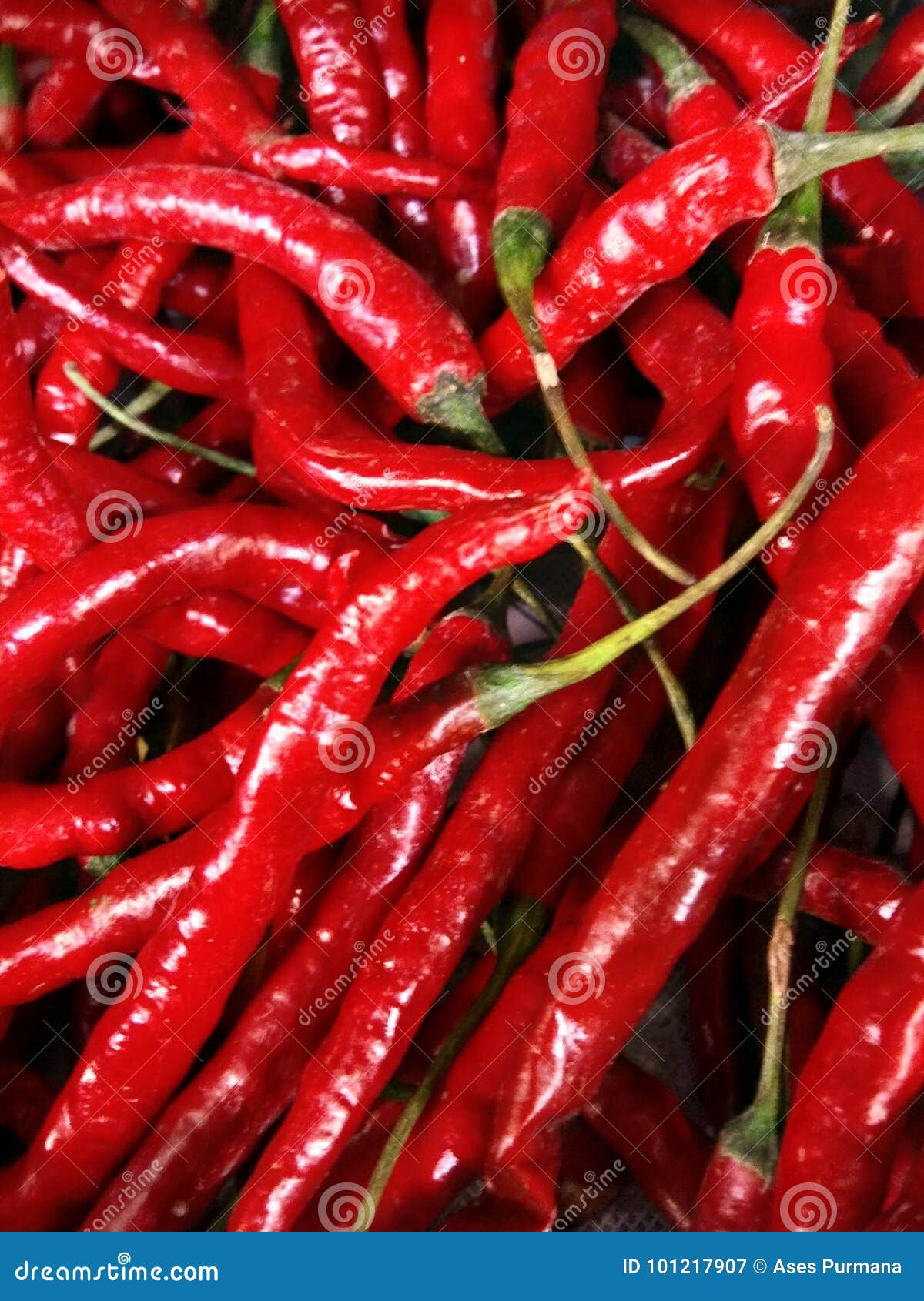 Red chili stock image. Image of stuff, green, chili - 101217907