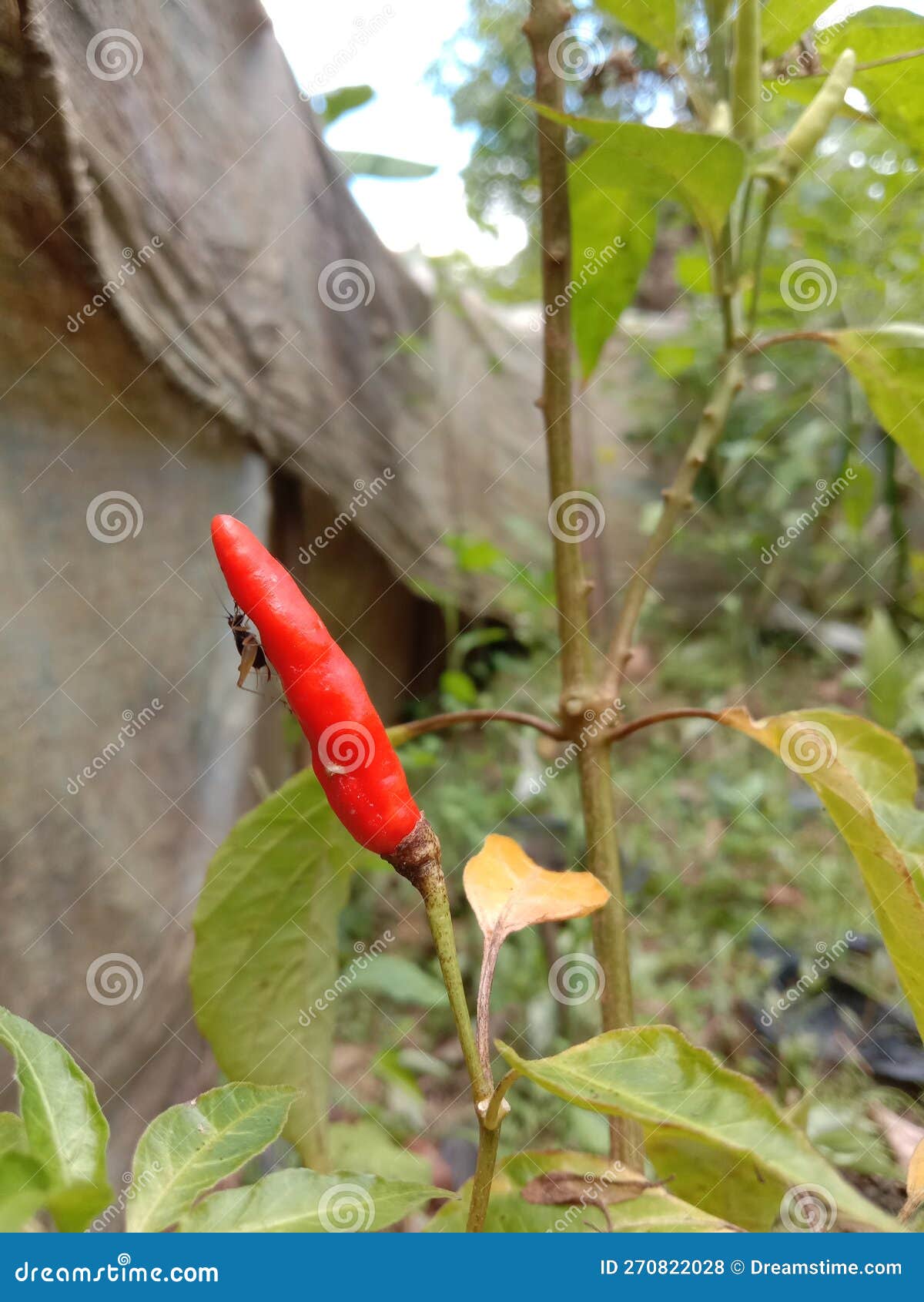 A Red Chili Infested with an Insect Stock Photo - Image of chili ...