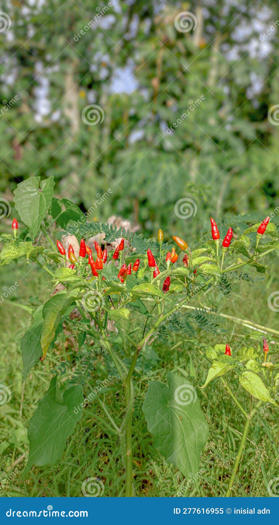 Red Chili Looks Pretty but Spicy Stock Image - Image of looks, pretty ...