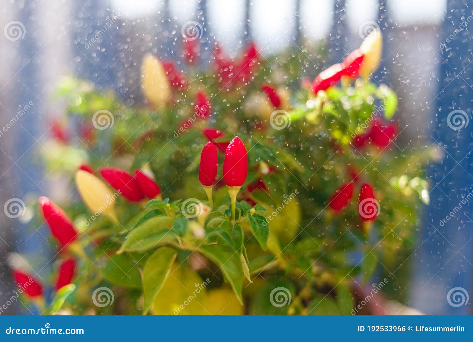 Red Chili Pepper on Balcony. Summer Nature View Stock Photo - Image of ...
