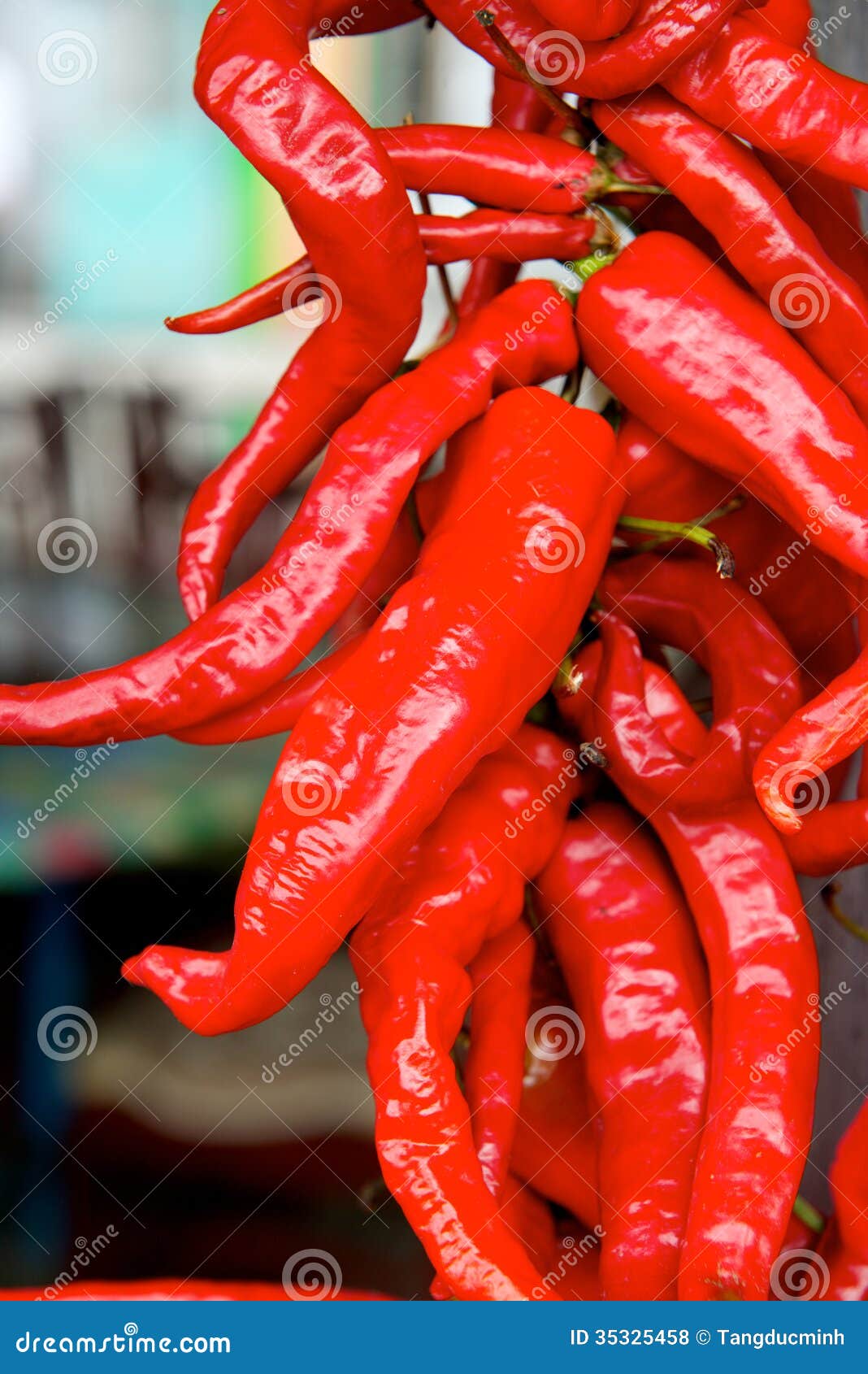 Red chili pepper stock photo. Image of pepper, plant - 35325458