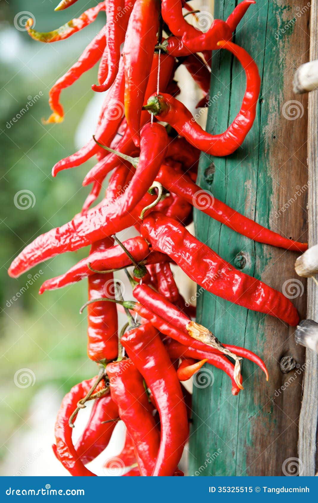 Red chili pepper stock image. Image of vegetable, ingredient - 35325515