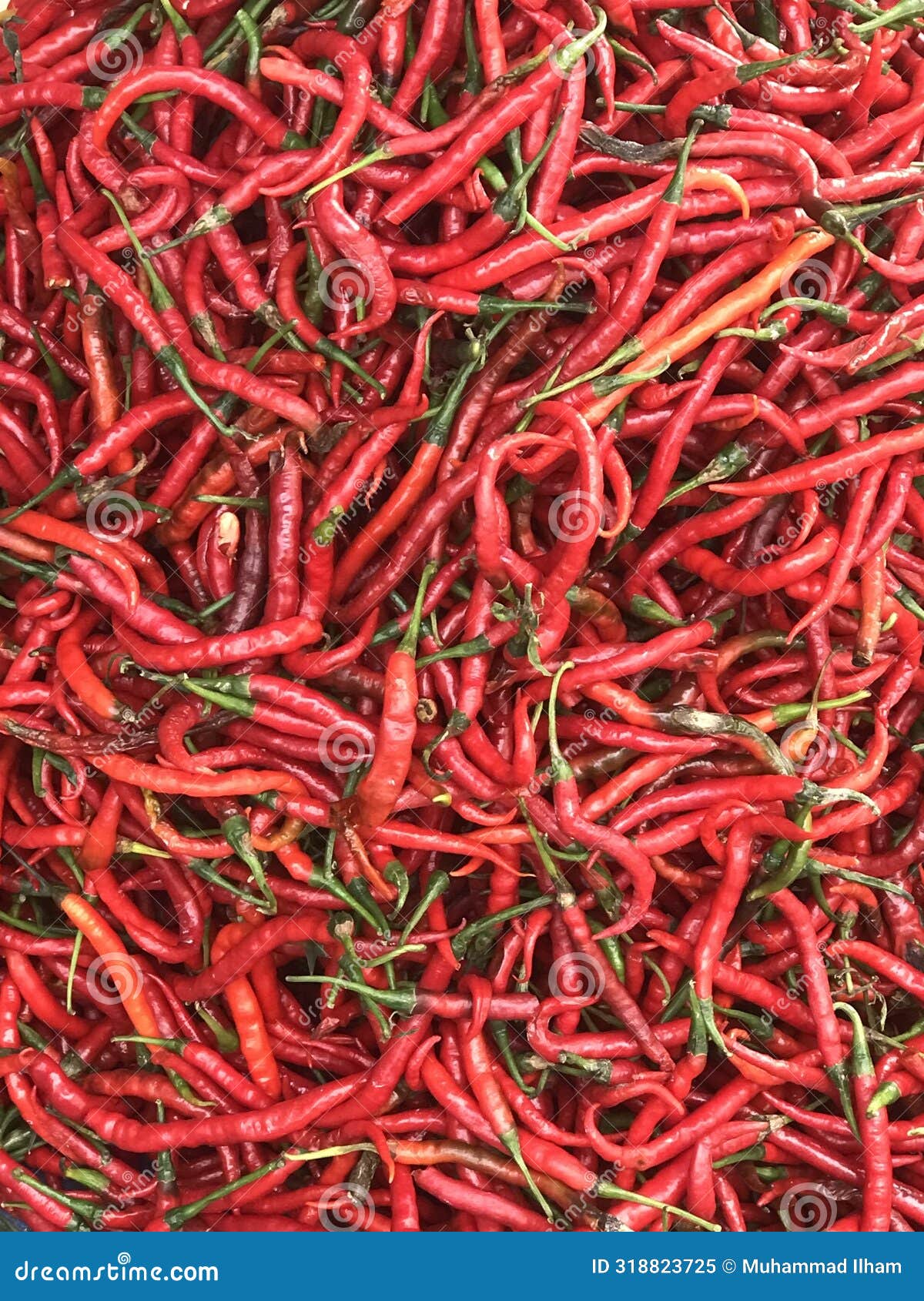 Red Chili Pepper stock image. Image of nature, freshness - 318823725
