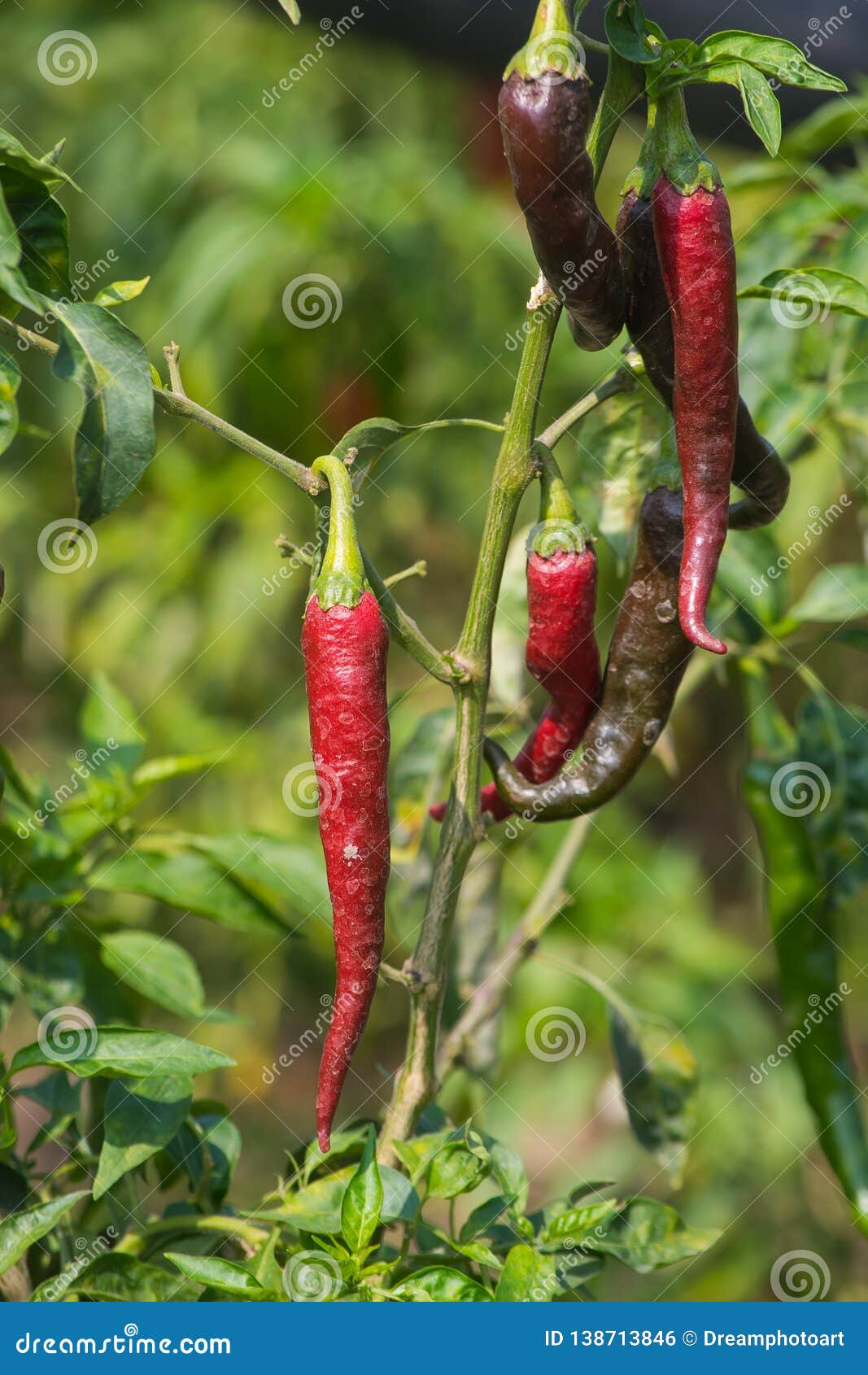 Red Chili Pepper in Plant stock photo. Image of green - 138713846