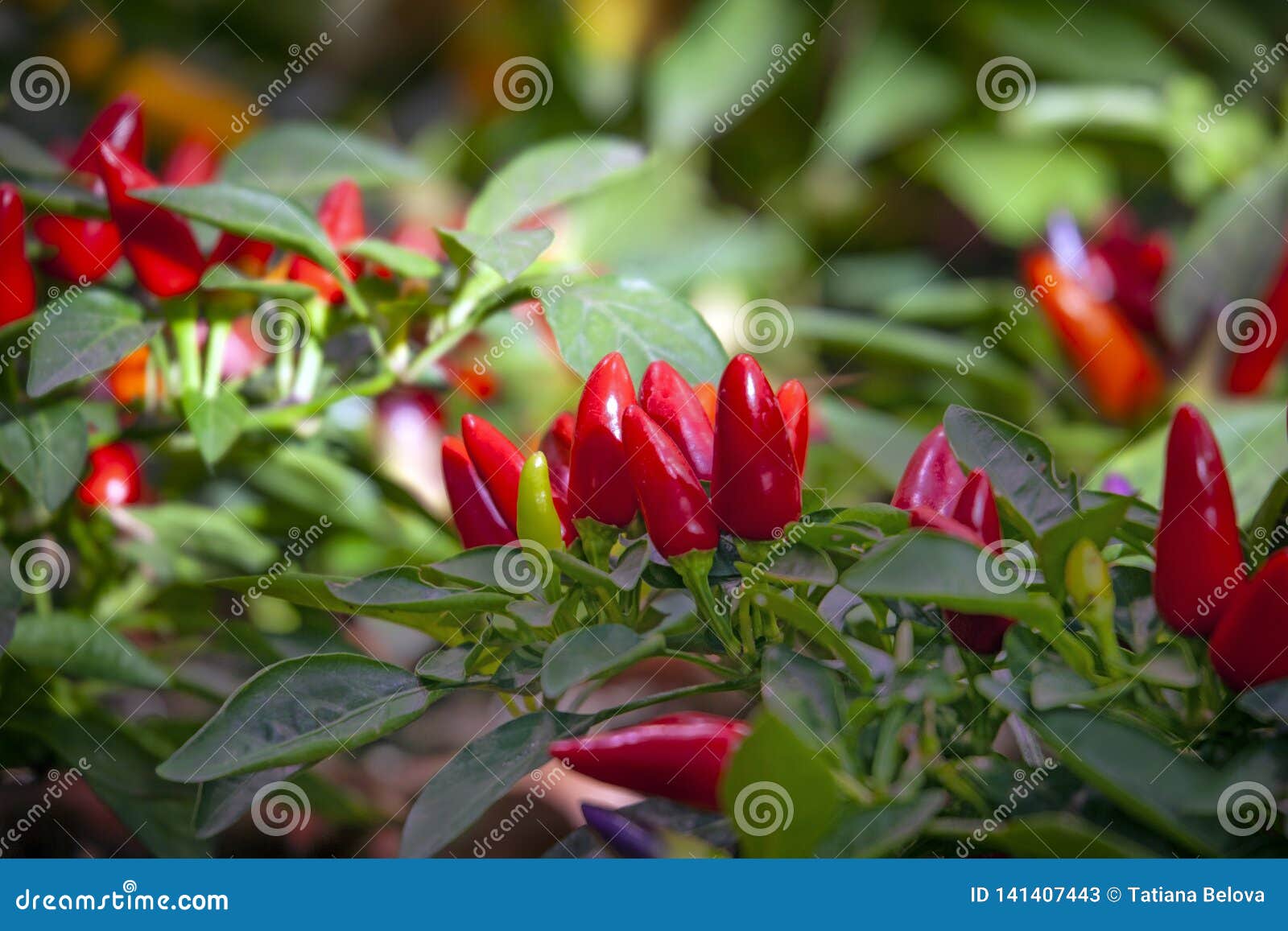 Red chili pepper plant stock image. Image of grown, background - 141407443