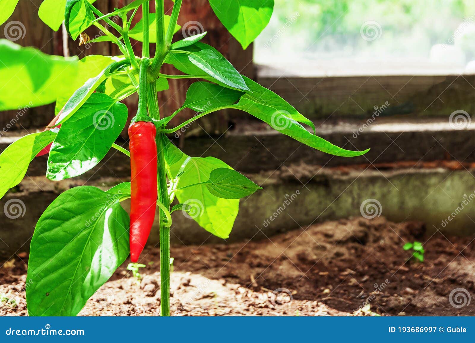 Red Chili Pepper on a Stalk with Green Leaves Outdoors Stock Image ...