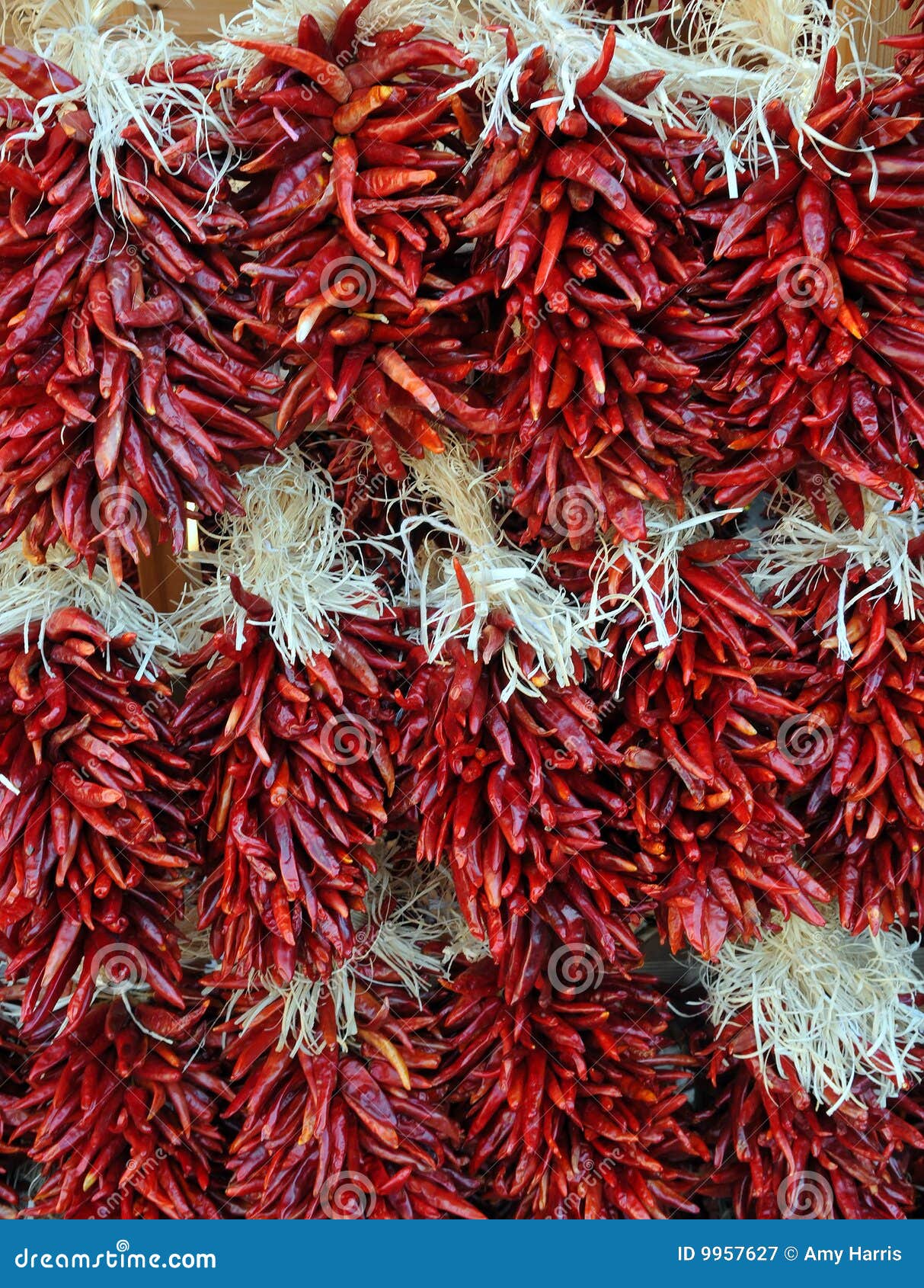 Red Chili Pepper Strands stock image. Image of group, chilies - 9957627