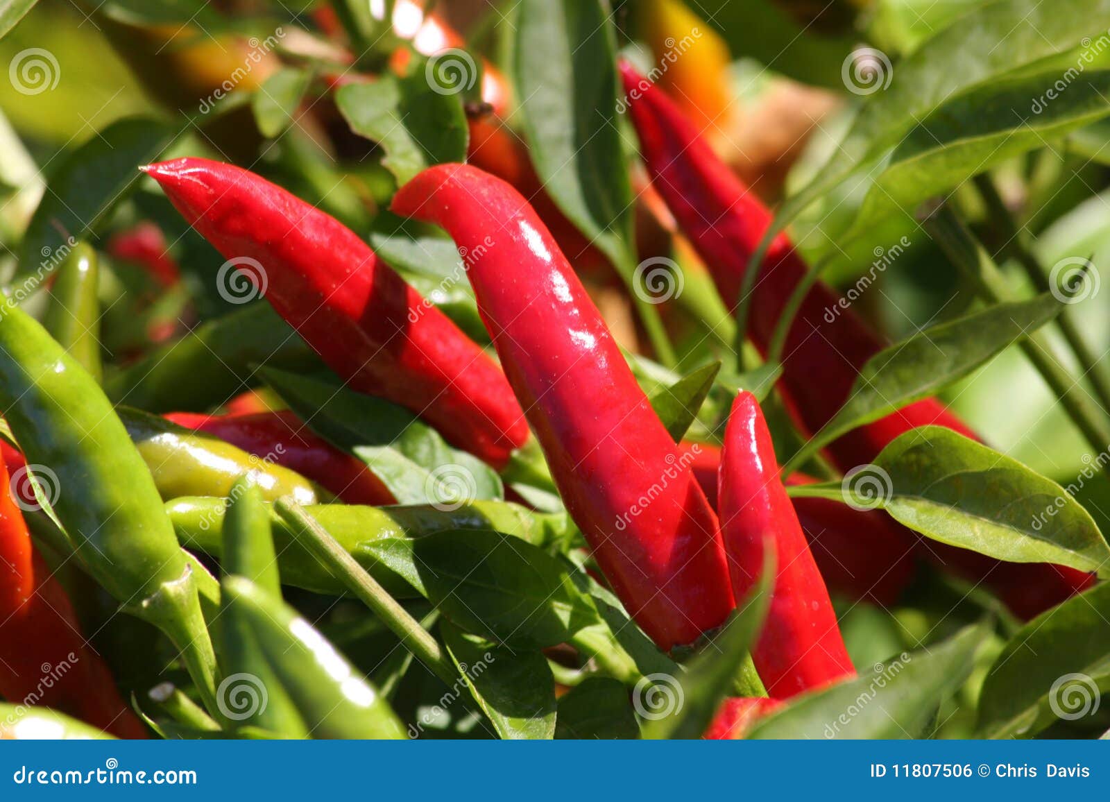 175 Red Chili Peppers Sunshine Stock Photos - Free & Royalty-Free Stock ...