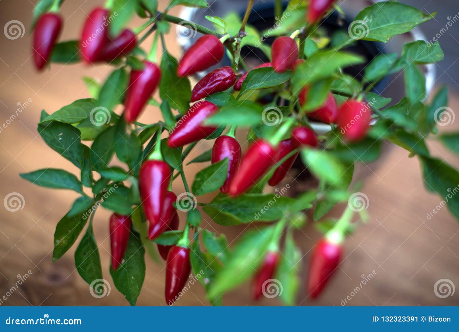Red chili peppers stock image. Image of salsa, healthy - 132323391
