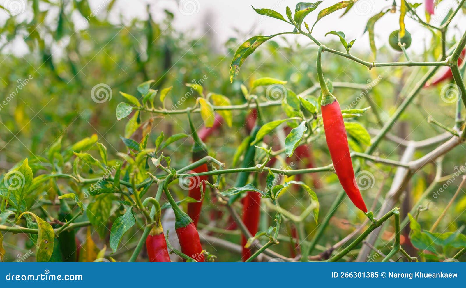 Red Chili Peppers on the Farm Stock Image - Image of harvest, natural ...