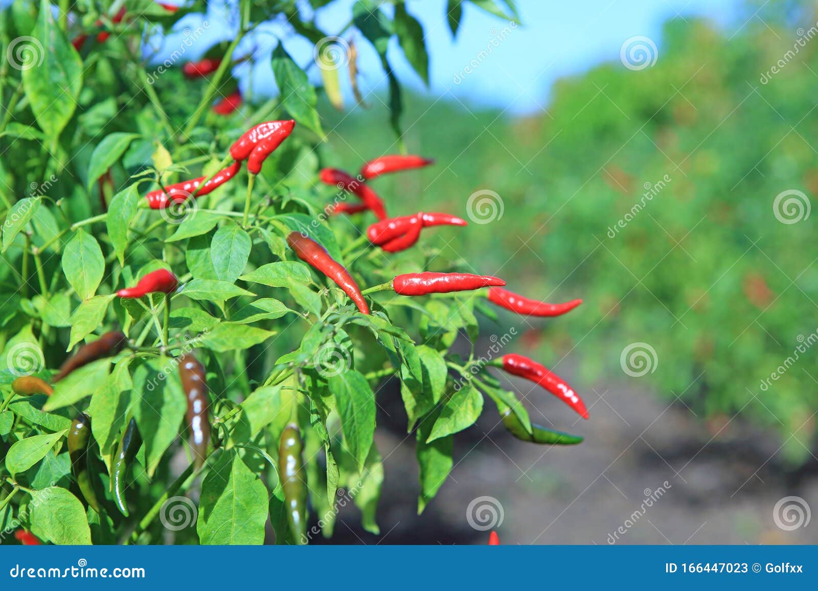 Red Chili Peppers on the Tree in Garden Plant Stock Image - Image of ...