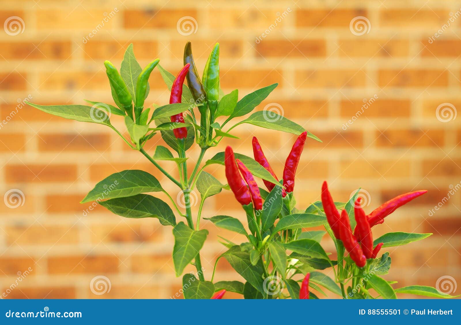 The Chili Plant Nursery During The Process Of Eradicating Other ...