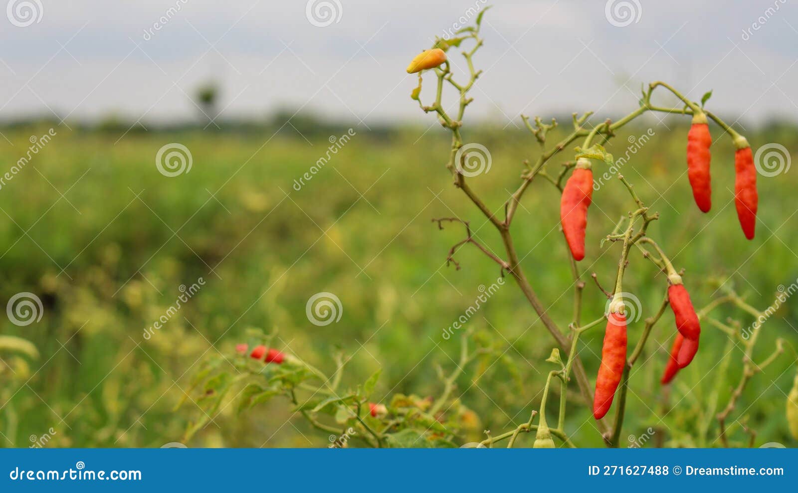 Red Chili Plant in the Field Stock Photo - Image of nature, wildflower ...
