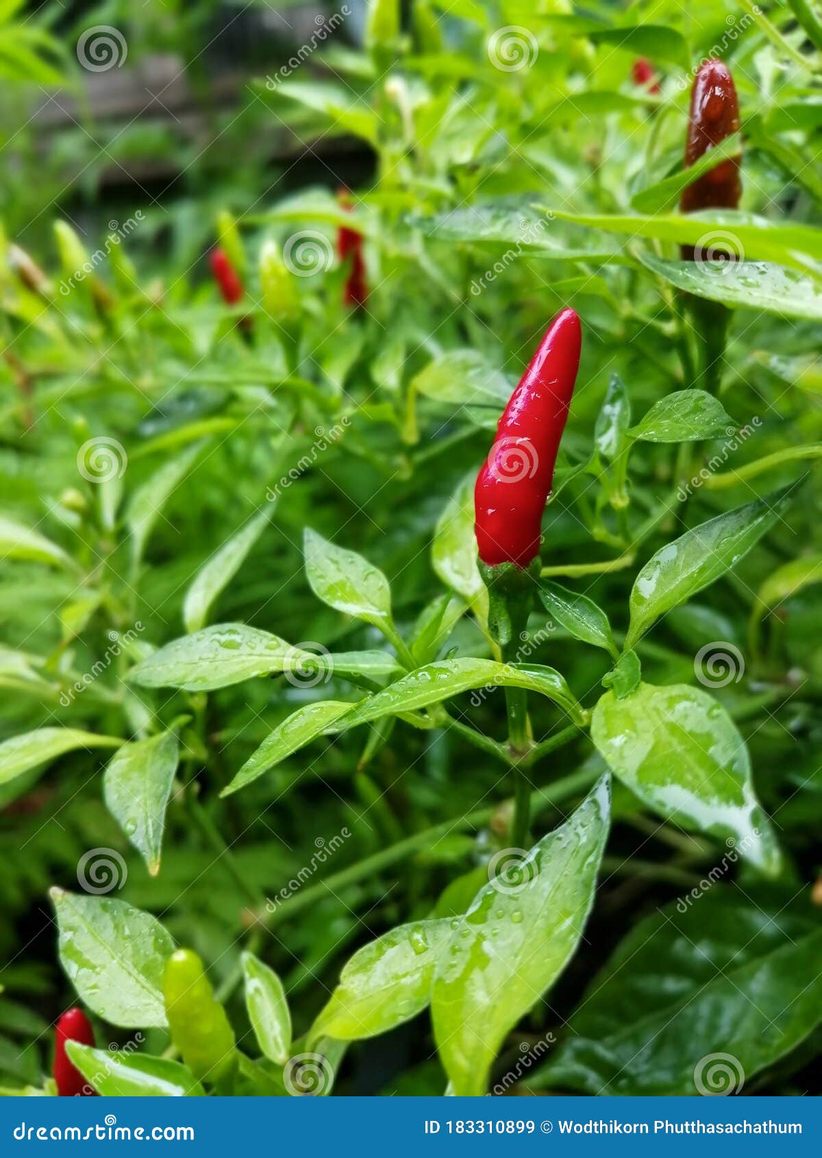 Red Chili Seed in Branch of Chili Tree. Stock Image - Image of growth ...