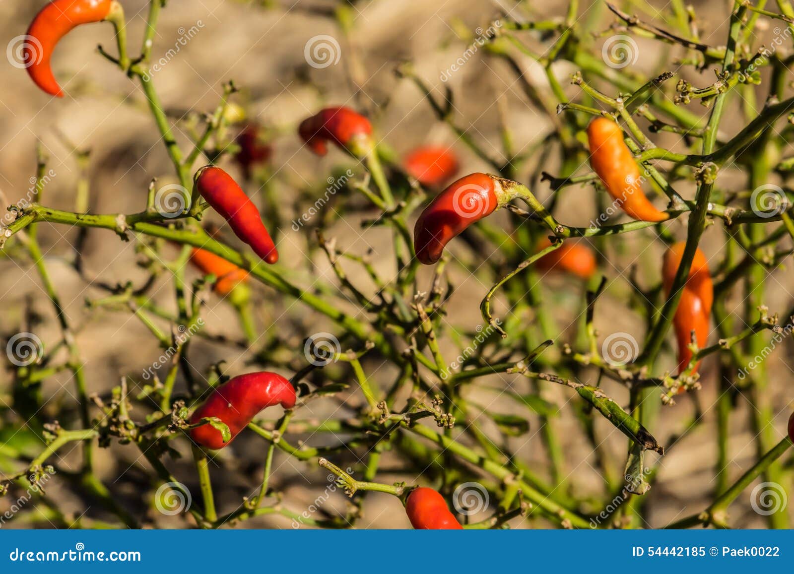 Red chili stock image. Image of chili, chilli, growth - 54442185