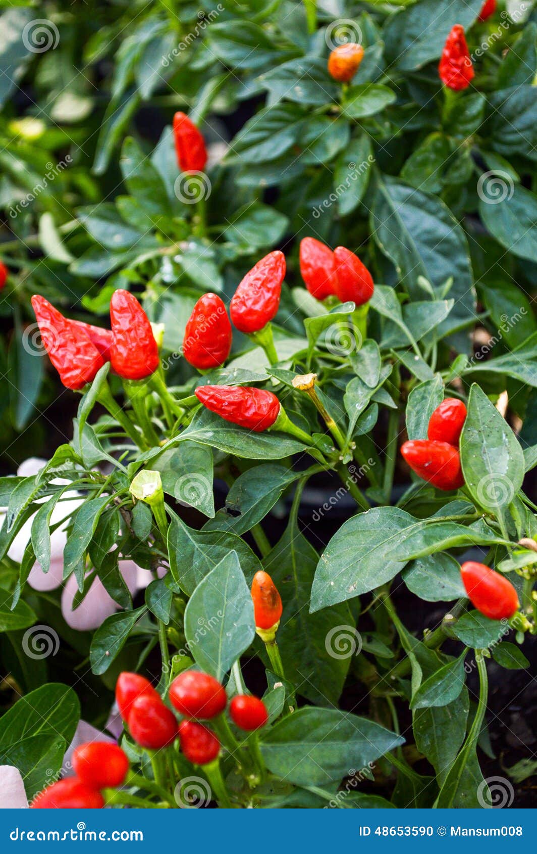 Red chili tree stock photo. Image of spicy, plant, produce - 48653590