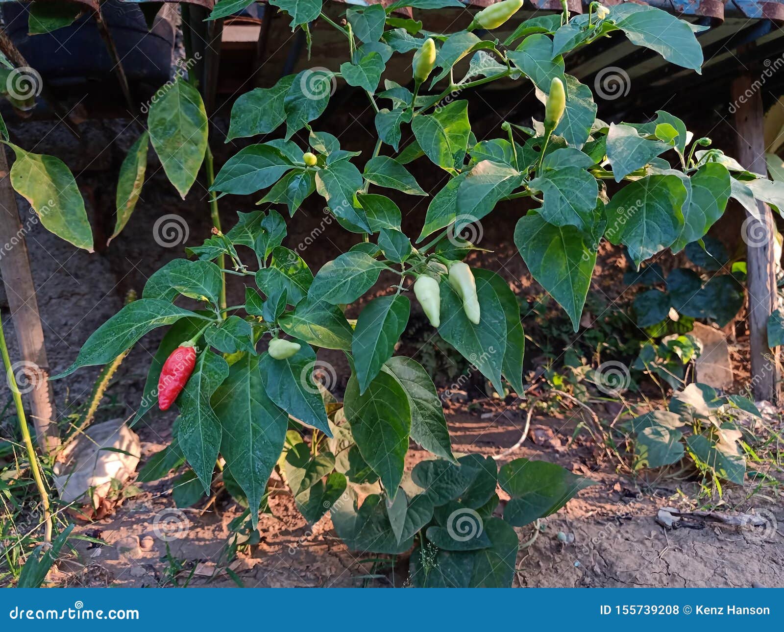Red chili tree stock photo. Image of cayenne, tree, outdoor - 155739208
