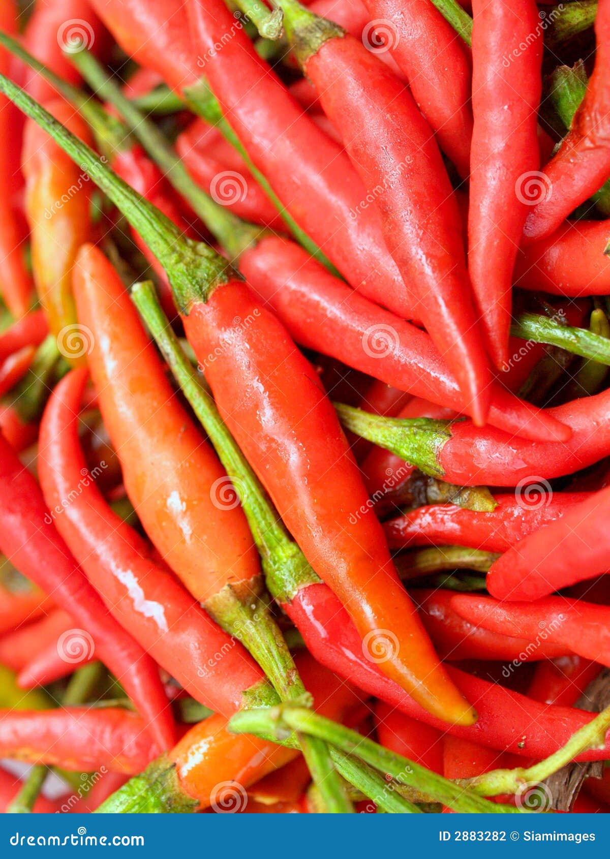 Red chilli stock photo. Image of macro, close, vegetable - 2883282