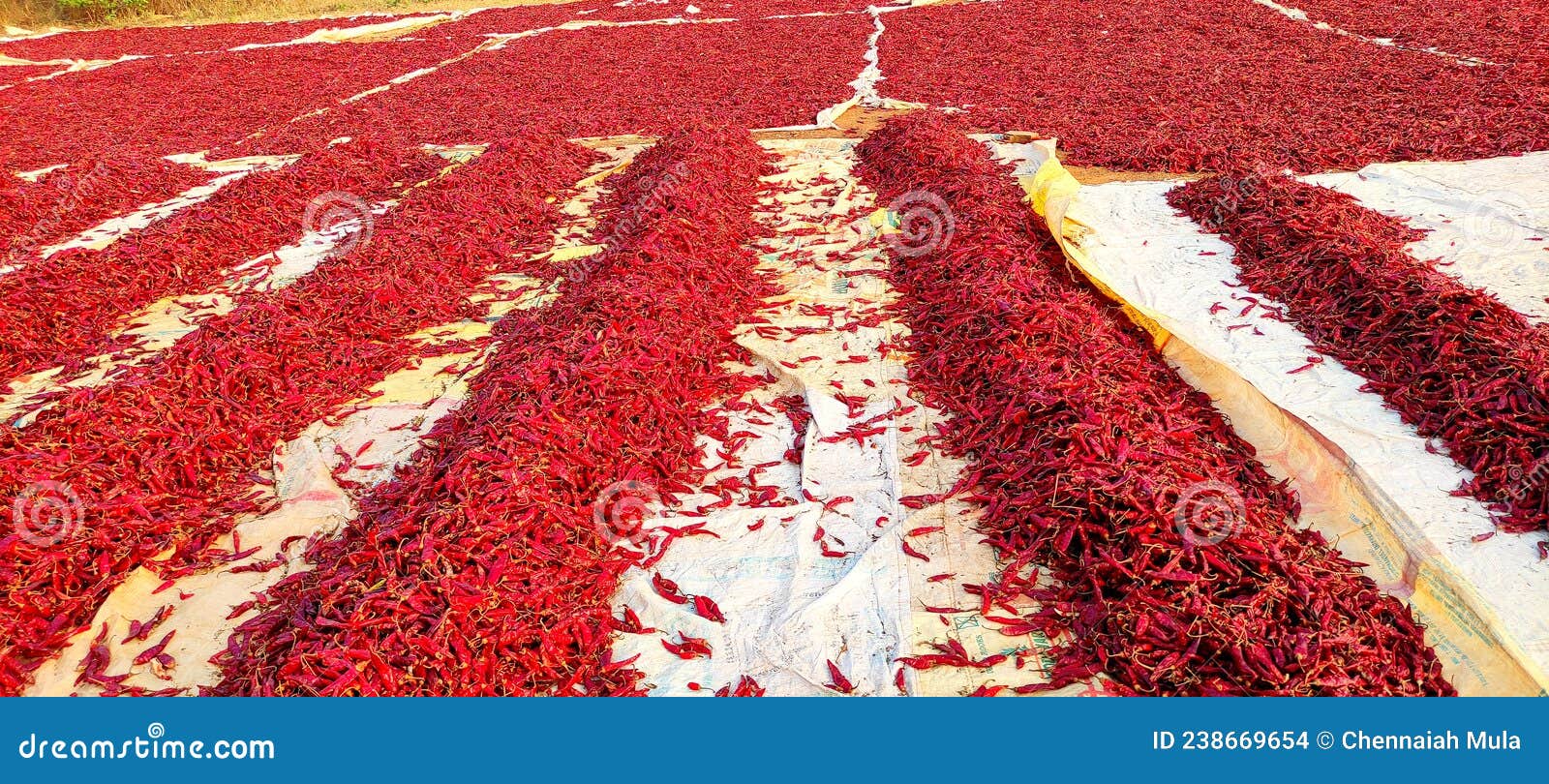 Red Chilli Agriculture Forming Field Editorial Stock Image - Image of ...