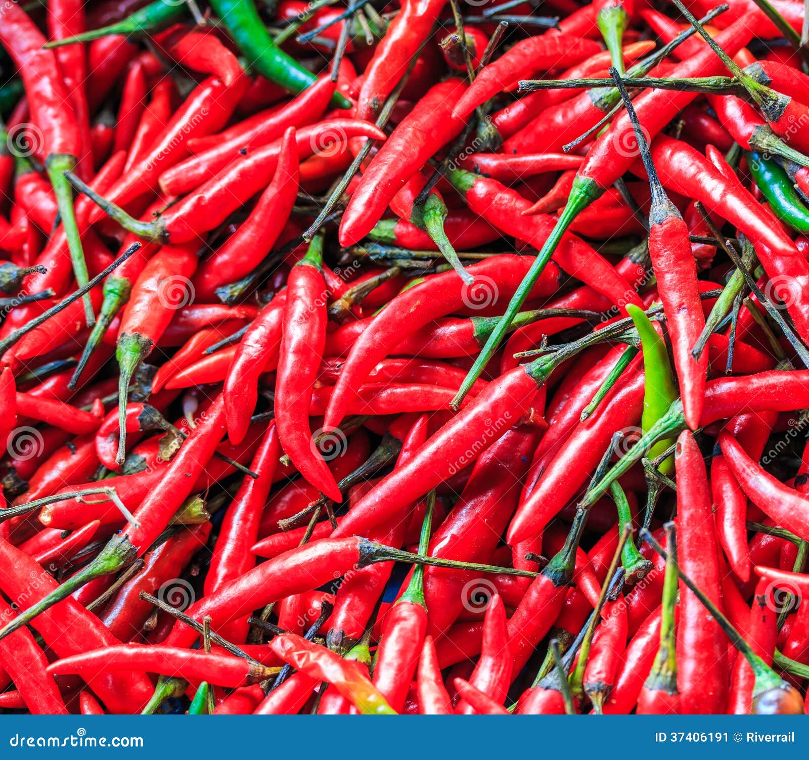 Red chilli stock image. Image of carsamba, pepper, green - 37406191