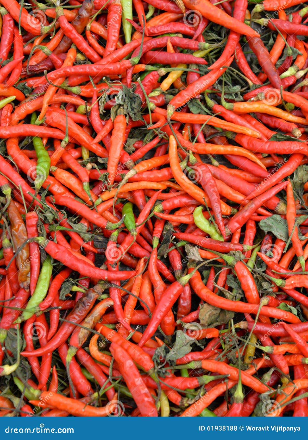 Red chilli dry stock photo. Image of placer, bazaar, cochin - 61938188