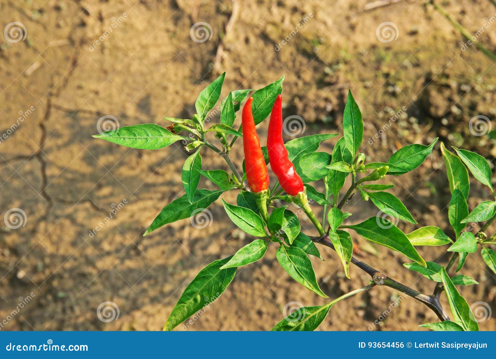 Red chilli fruit stock photo. Image of cooking, green - 93654456