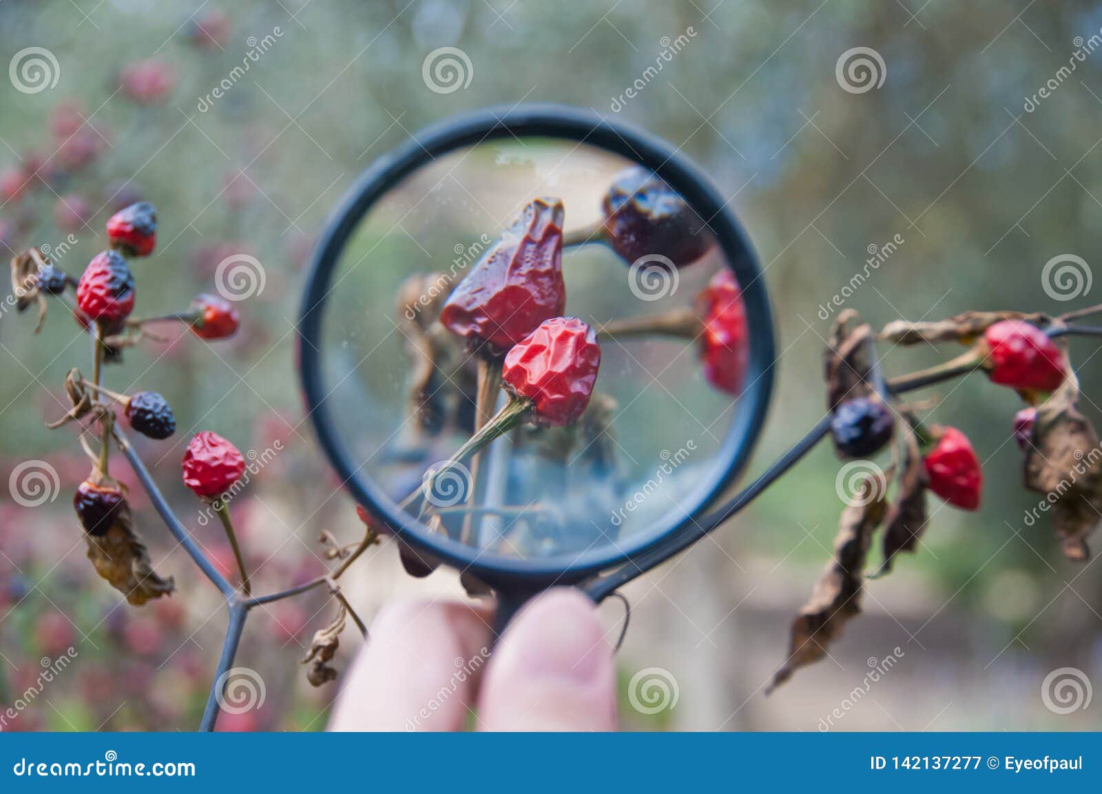 Red Chilli Fruit Zoom by Magnifier Stock Image - Image of fresh, farm ...