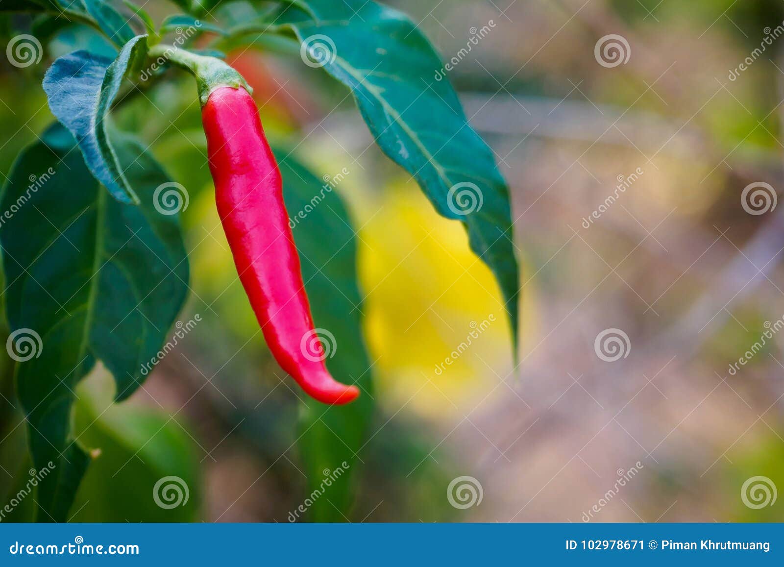 Red Chilli stock image. Image of field, plant, natural - 102978671