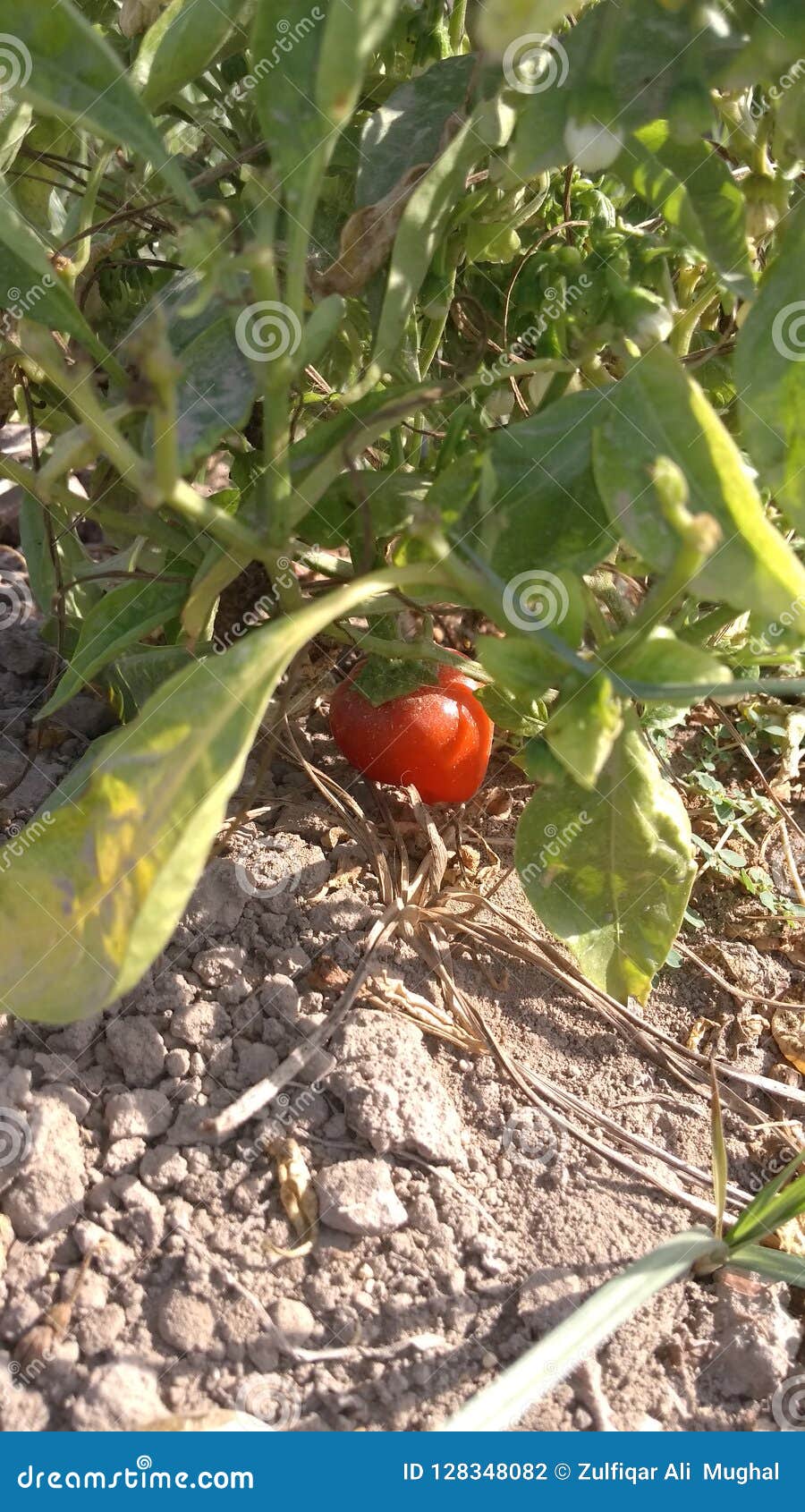 A Red Chilli in Green Plant Stock Photo - Image of chilli, single ...