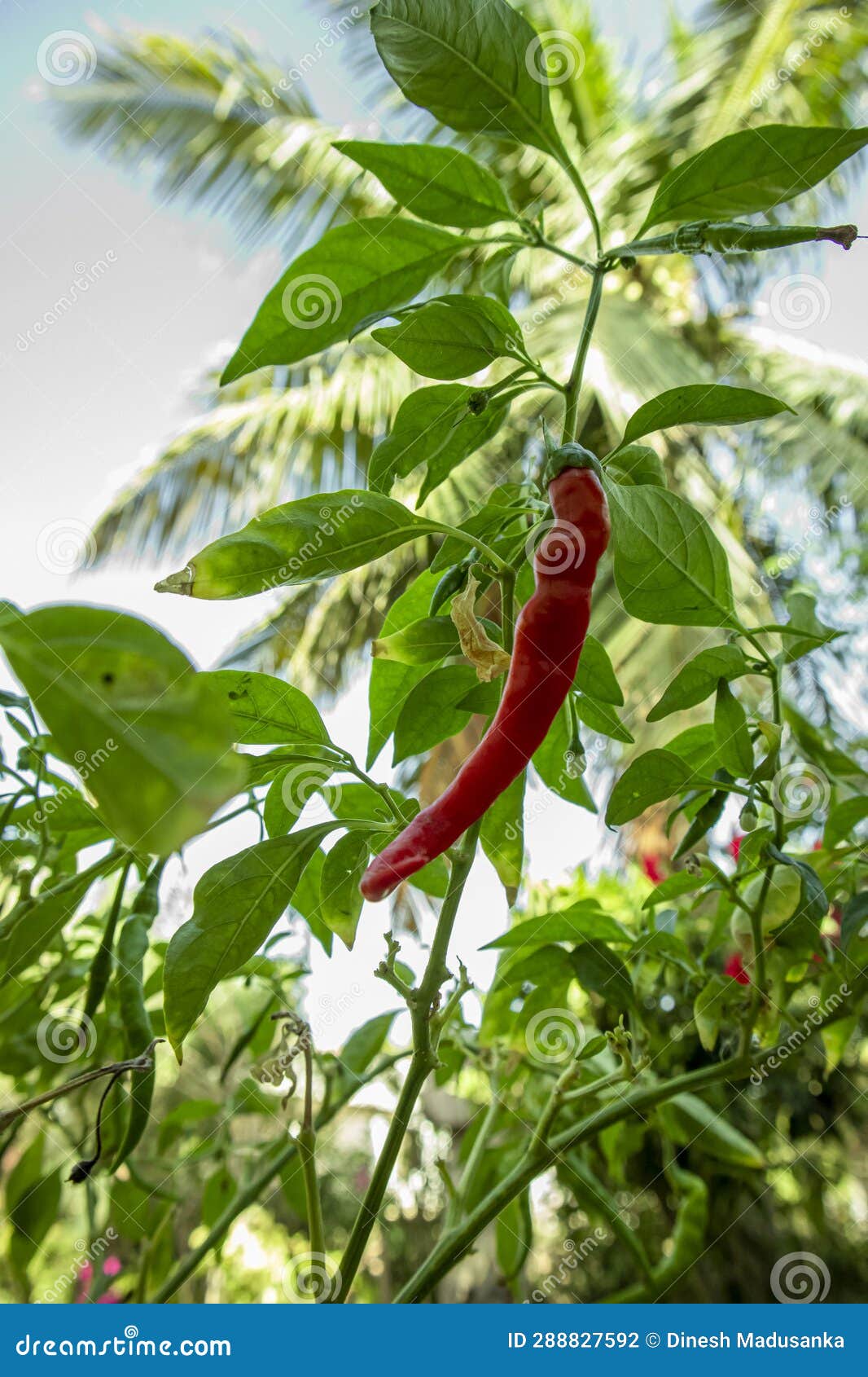Red Chilli Growing on the Tree in the Garden Stock Photo - Image of ...