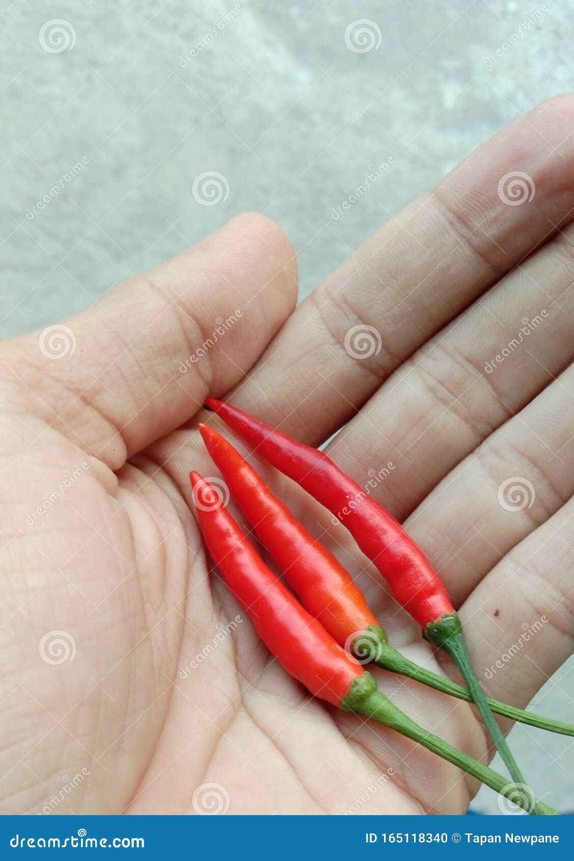 Red Chilli on Hand with Blur Background Stock Photo - Image of objects ...