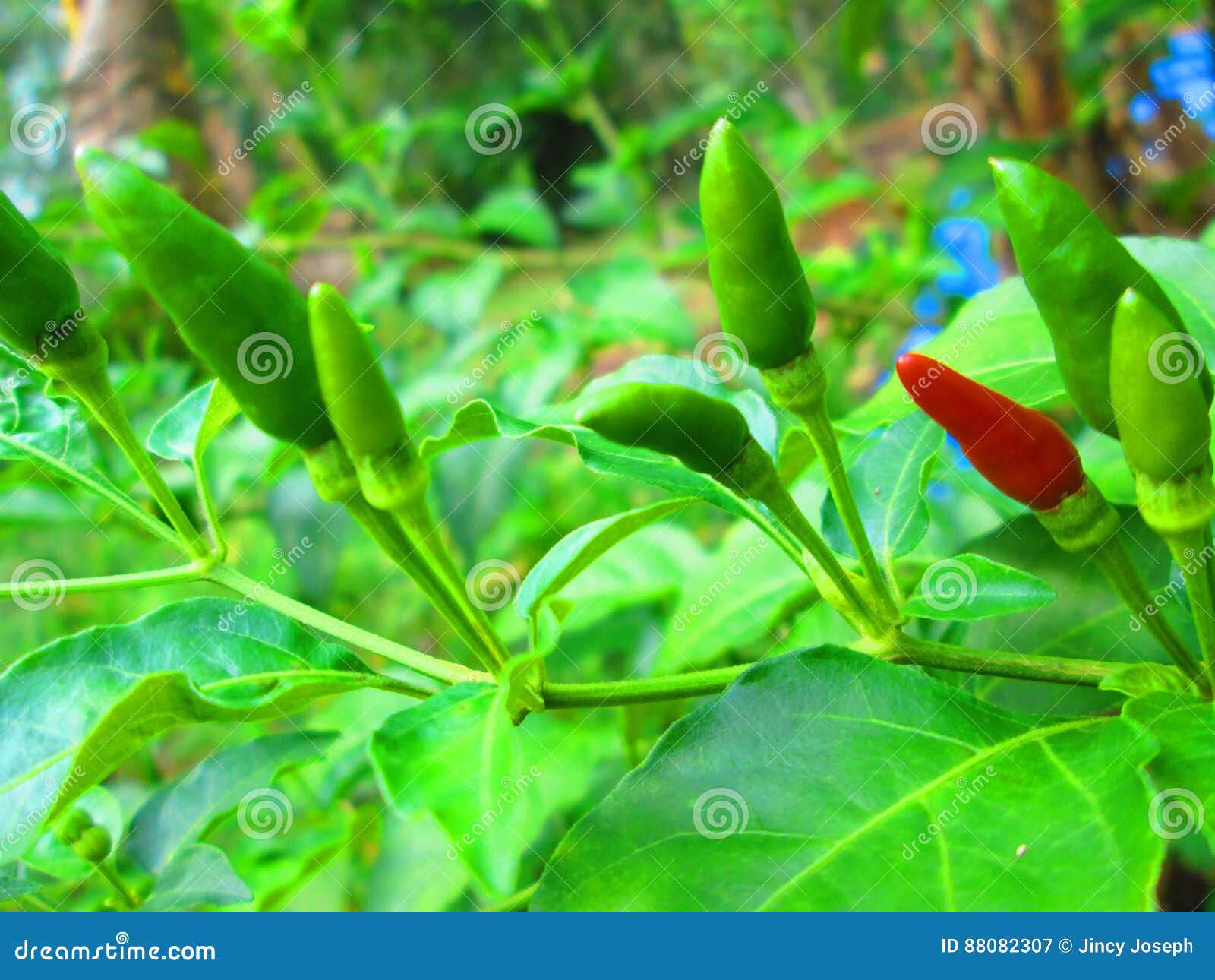 Red chilli stock image. Image of kerala, kanthari, chilli - 88082307