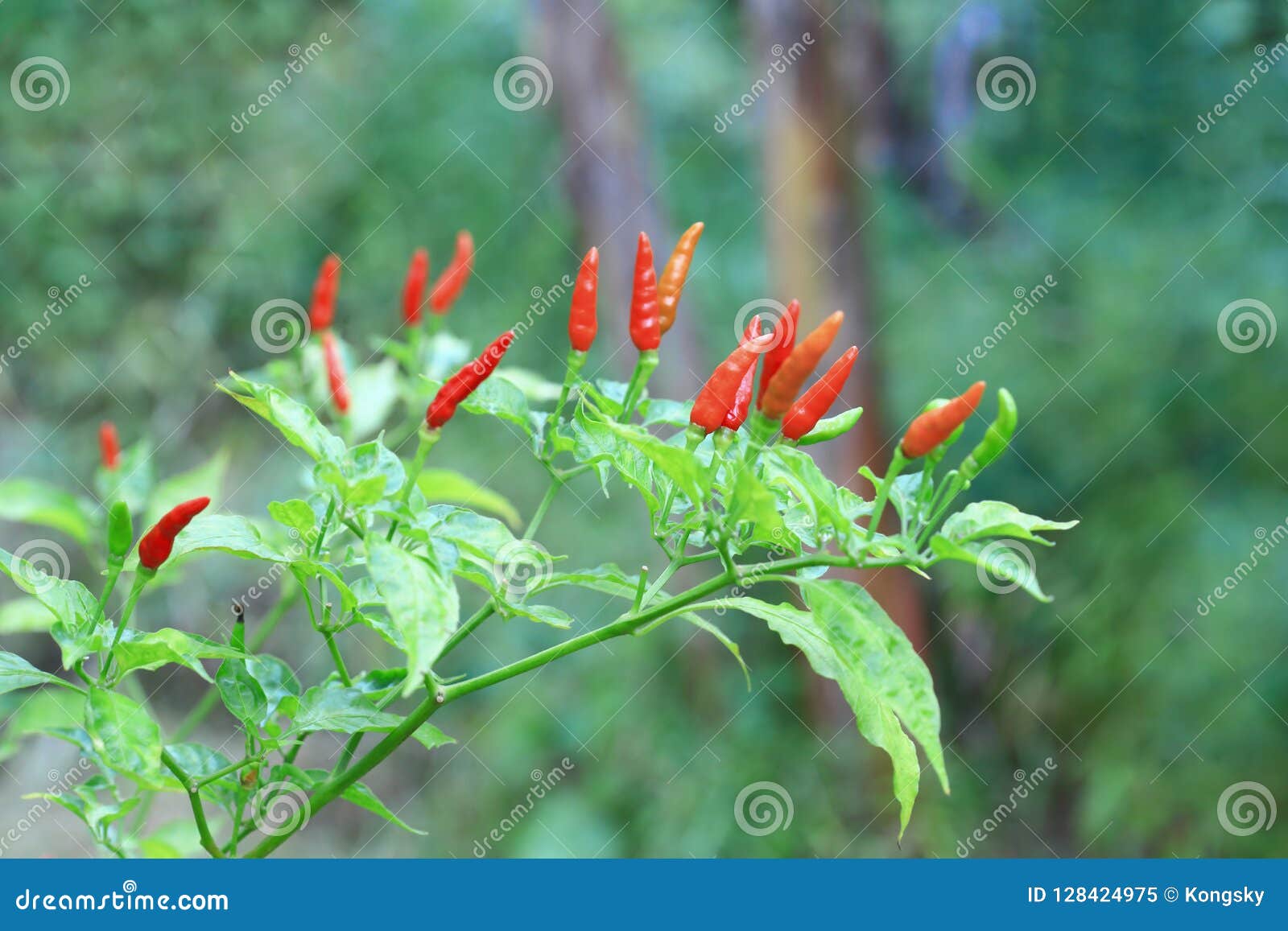Red chilli in organic farm stock image. Image of green - 128424975