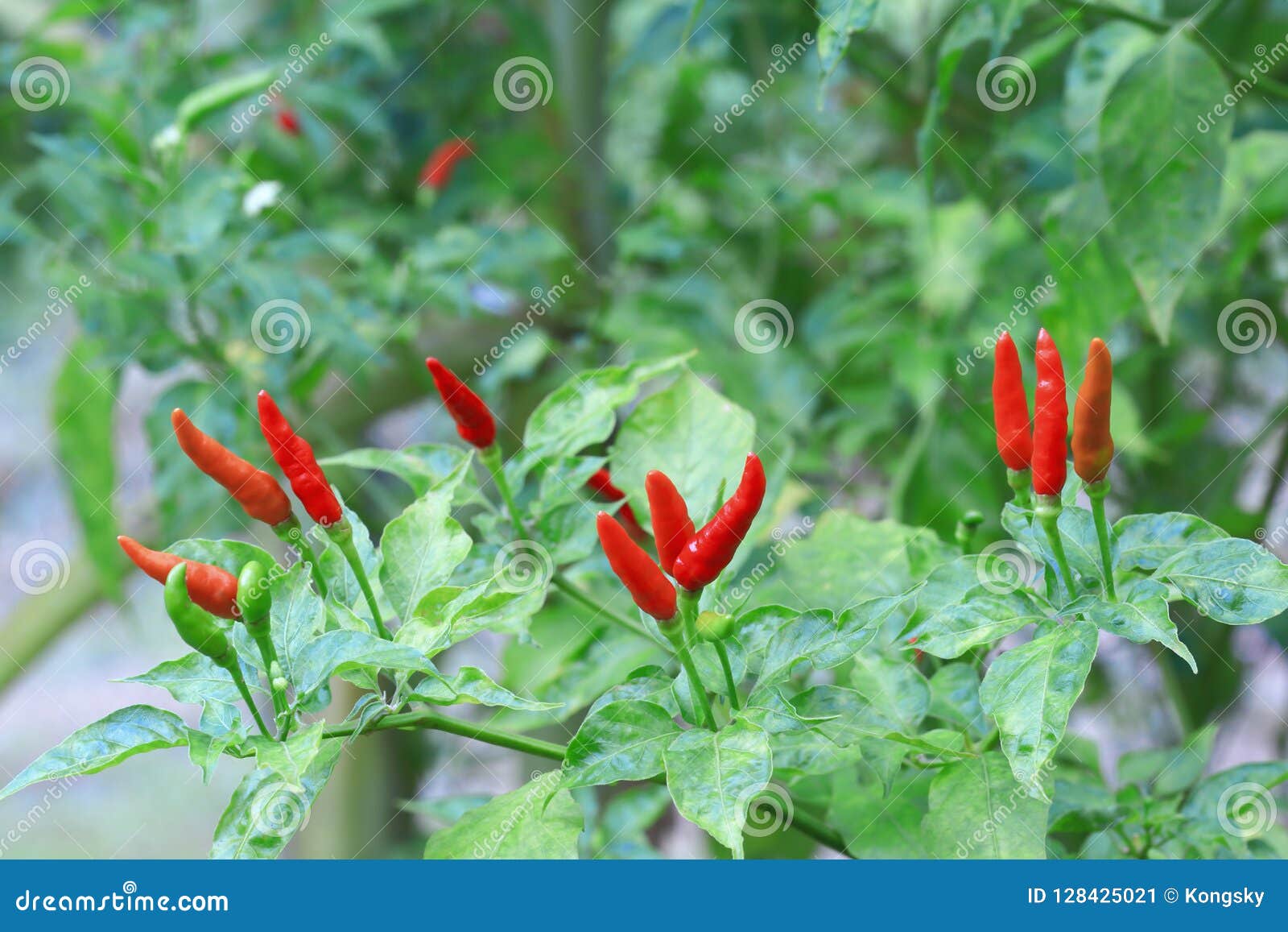 Red chilli in organic farm stock image. Image of blossom - 128425021