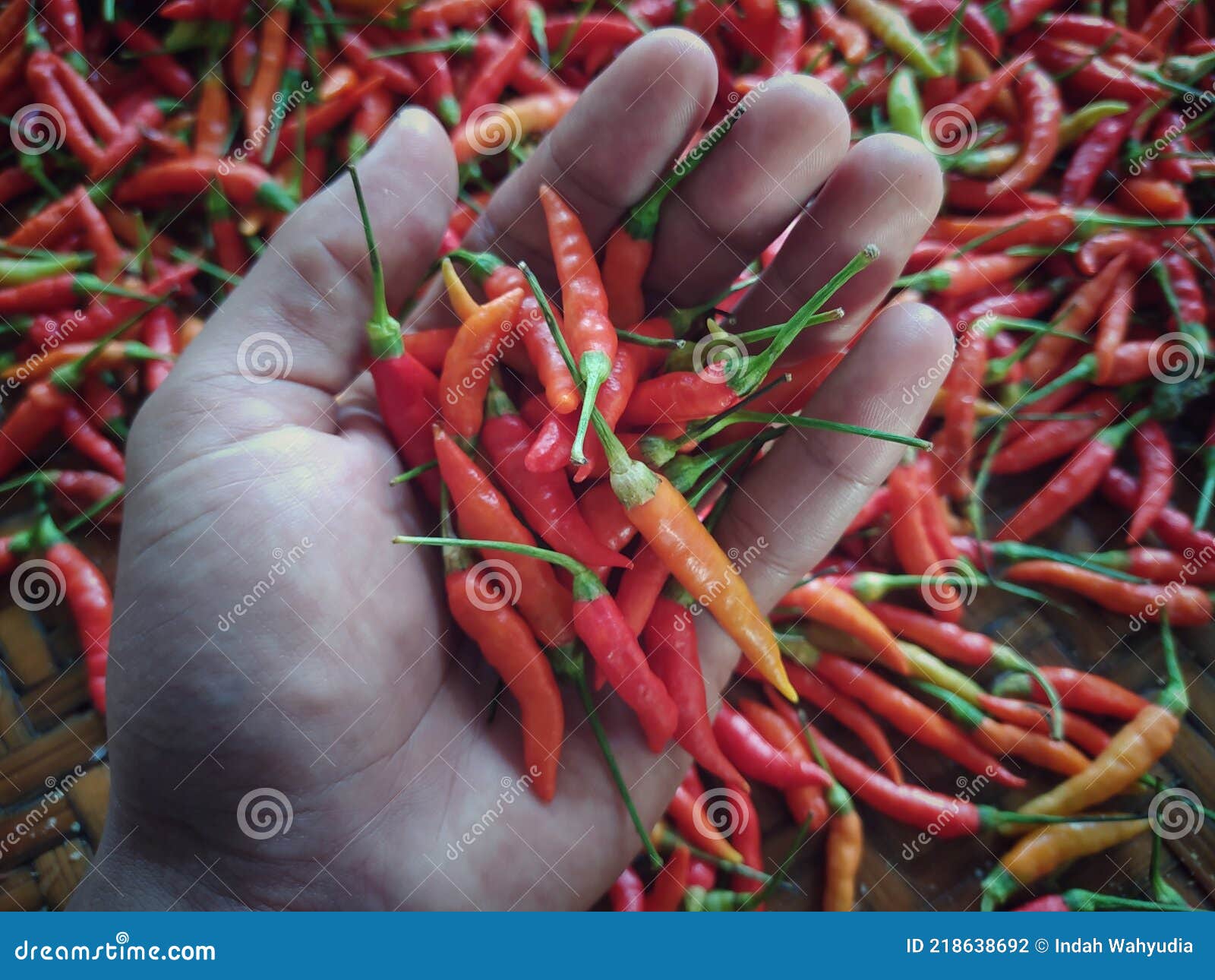 Red Chilli in palm of hand stock photo. Image of petal - 218638692
