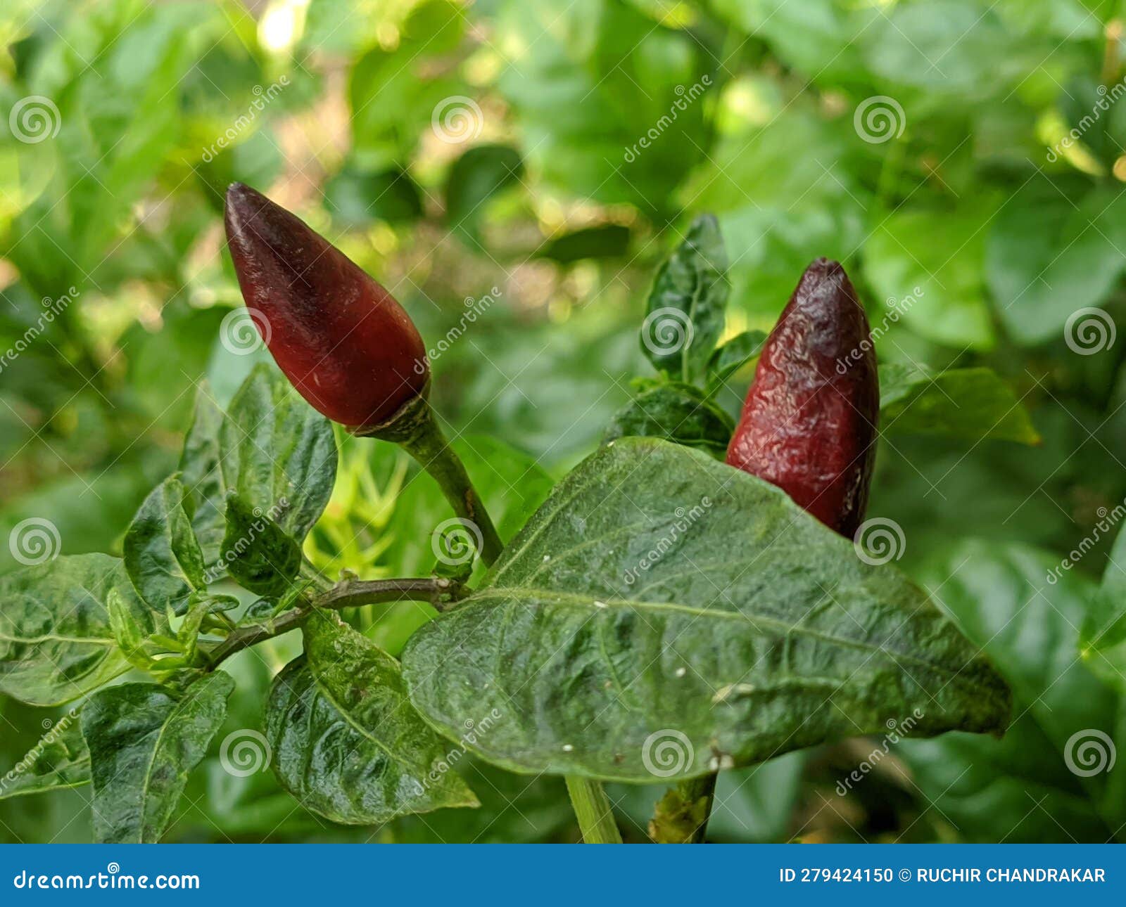 Red Chilli Paper Fire Brand Stock Photo - Image of brand, paper: 279424150