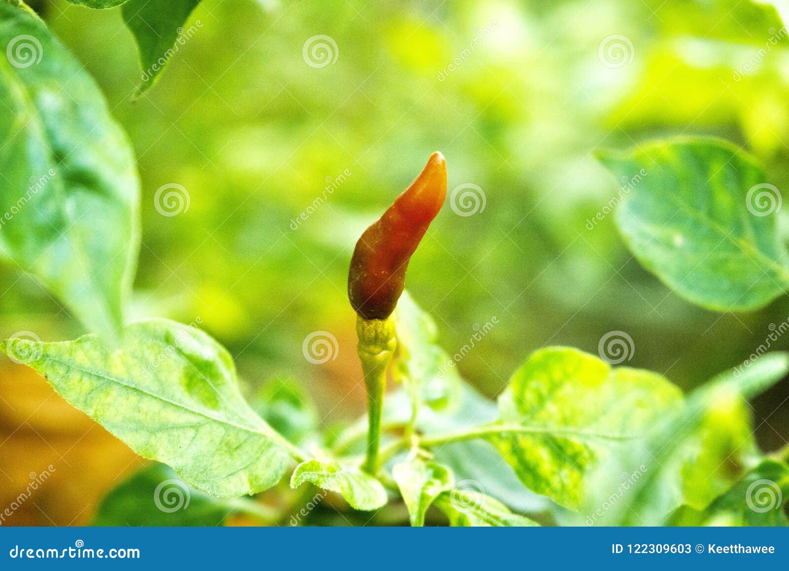 Red Chilli Paper On White Background Stock Photography | CartoonDealer ...