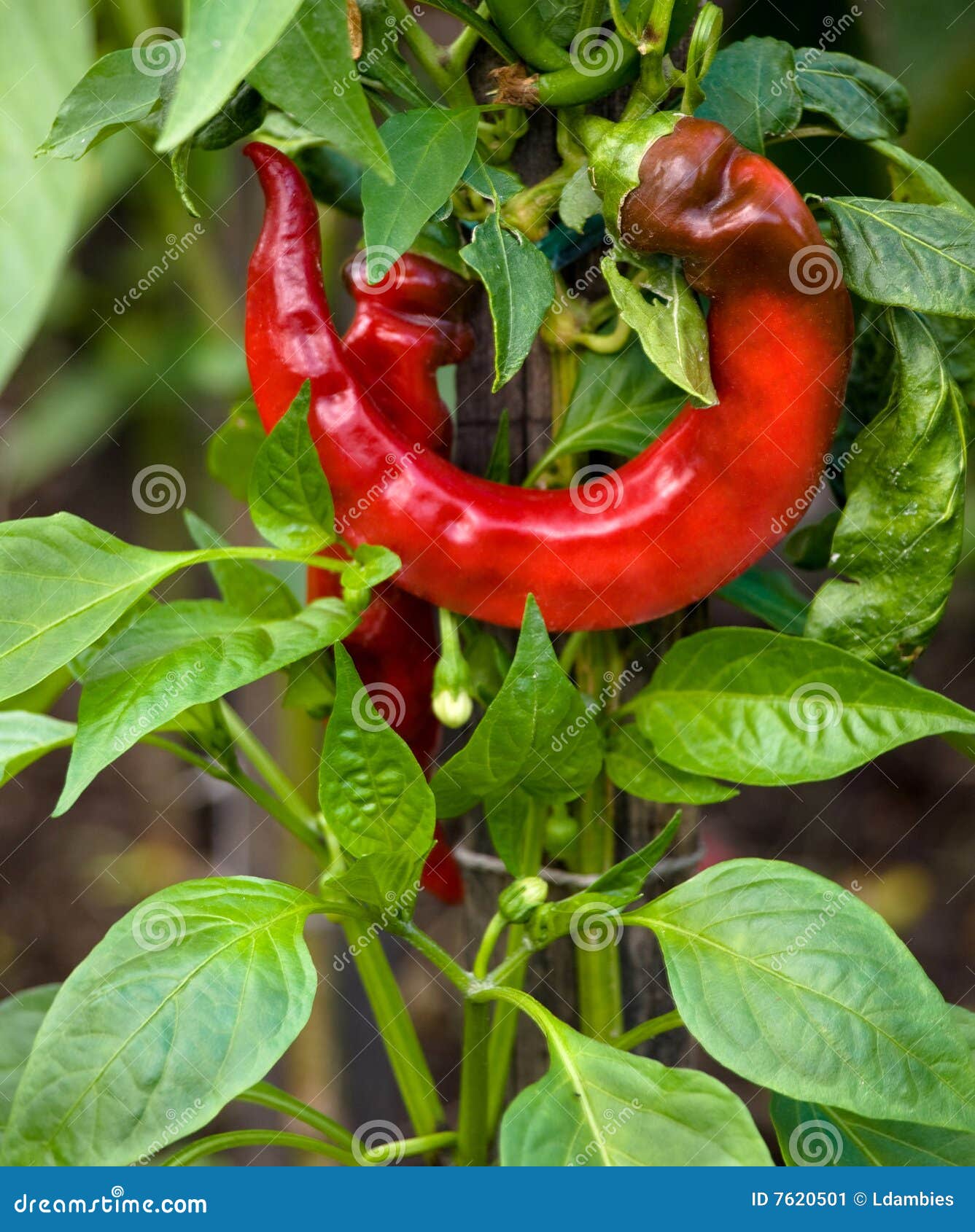 Red Chilli Pepper in Garden Stock Image - Image of healthy, green: 7620501